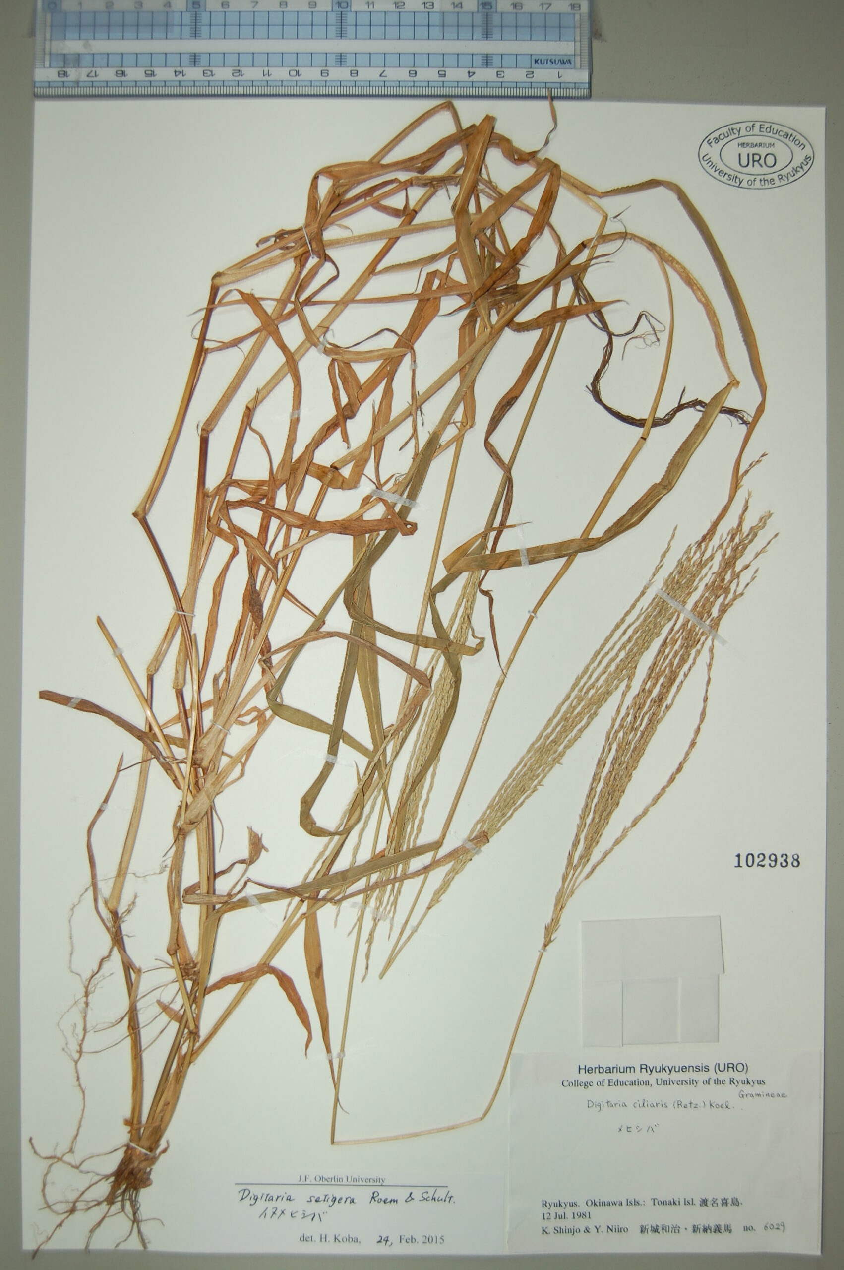 URO102938 | 琉球の植物ラボ