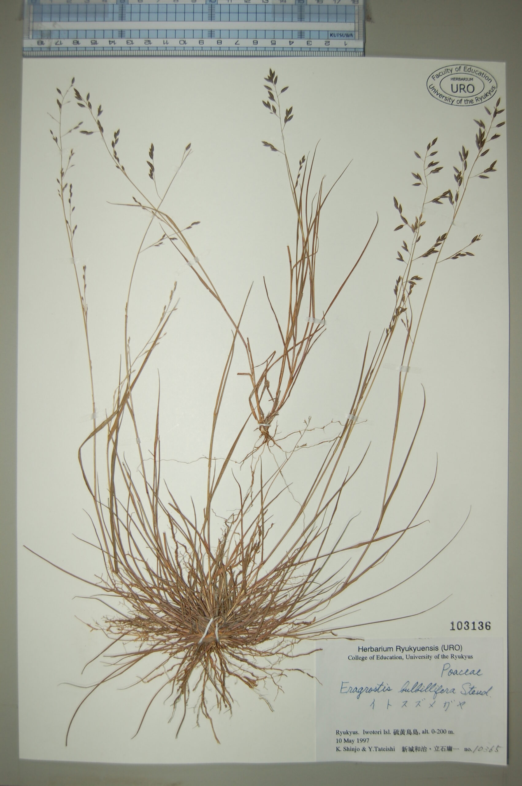 URO103136 | 琉球の植物ラボ