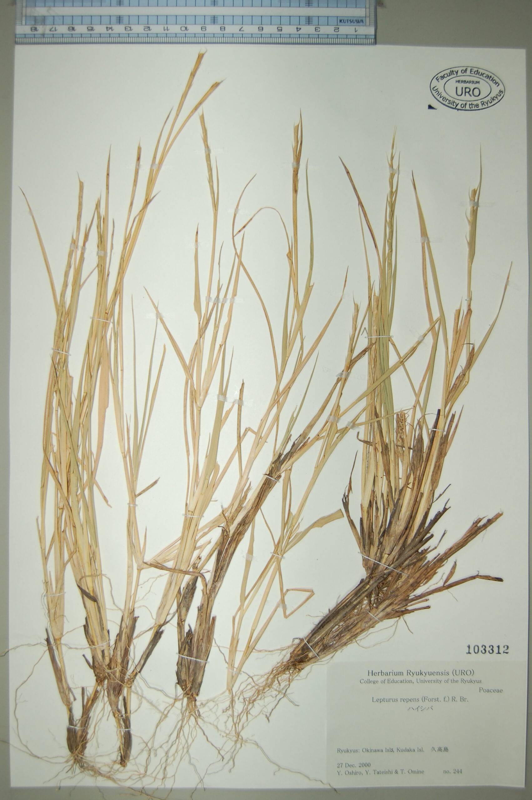 URO103312 | 琉球の植物ラボ