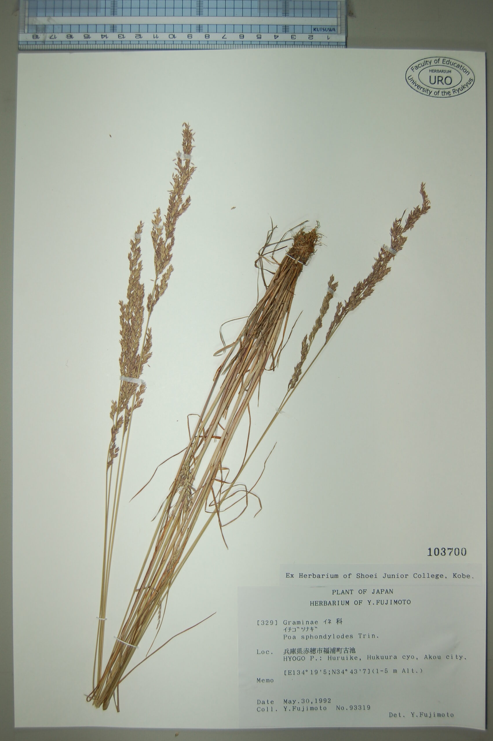 URO103700 | 琉球の植物ラボ