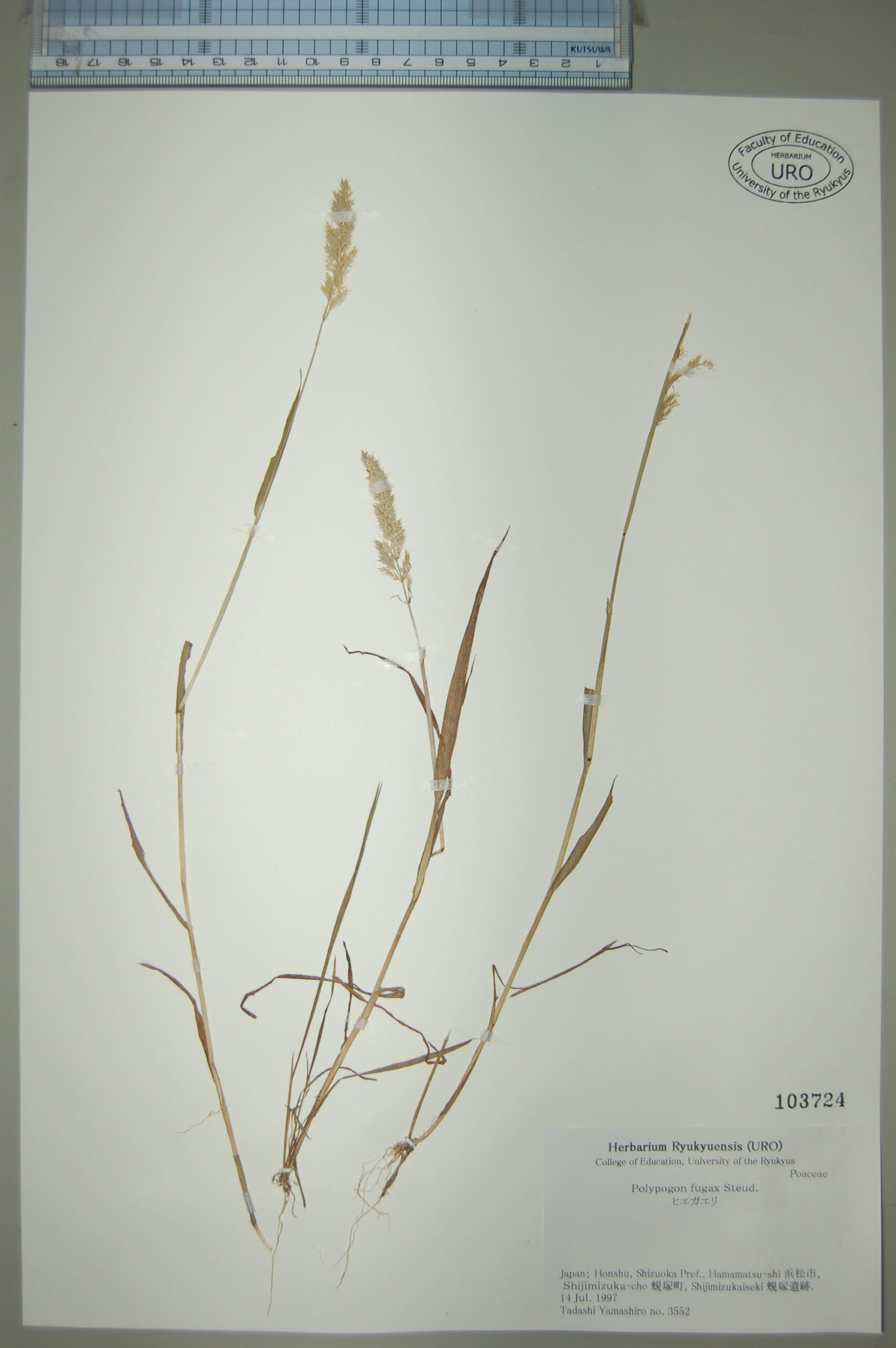 URO103724 | 琉球の植物ラボ