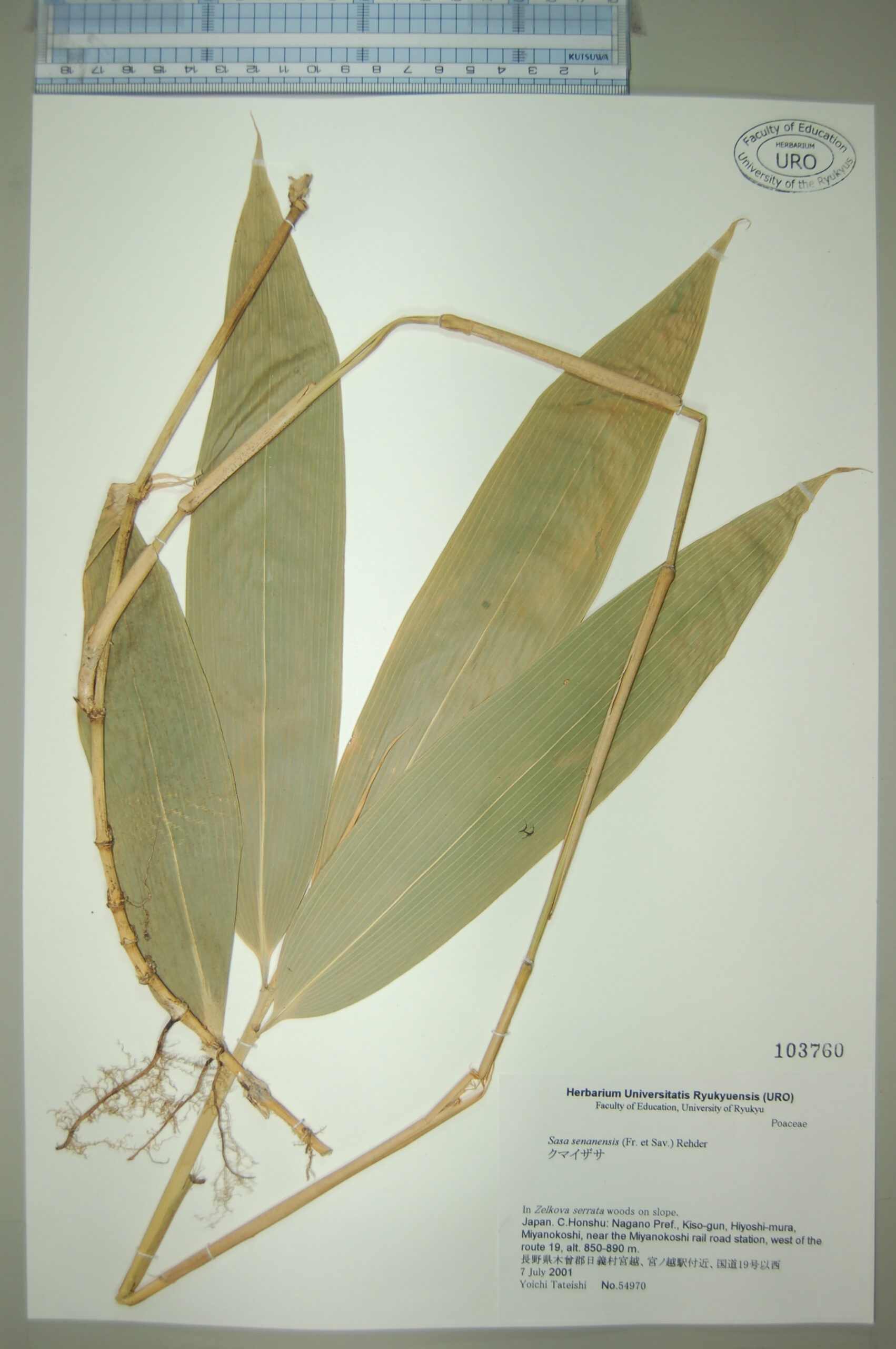 URO103760 | 琉球の植物ラボ
