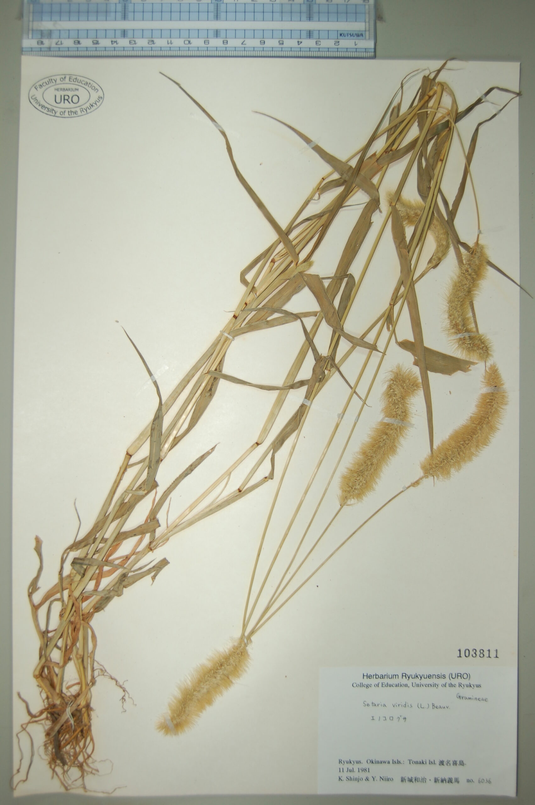 URO103811 | 琉球の植物ラボ