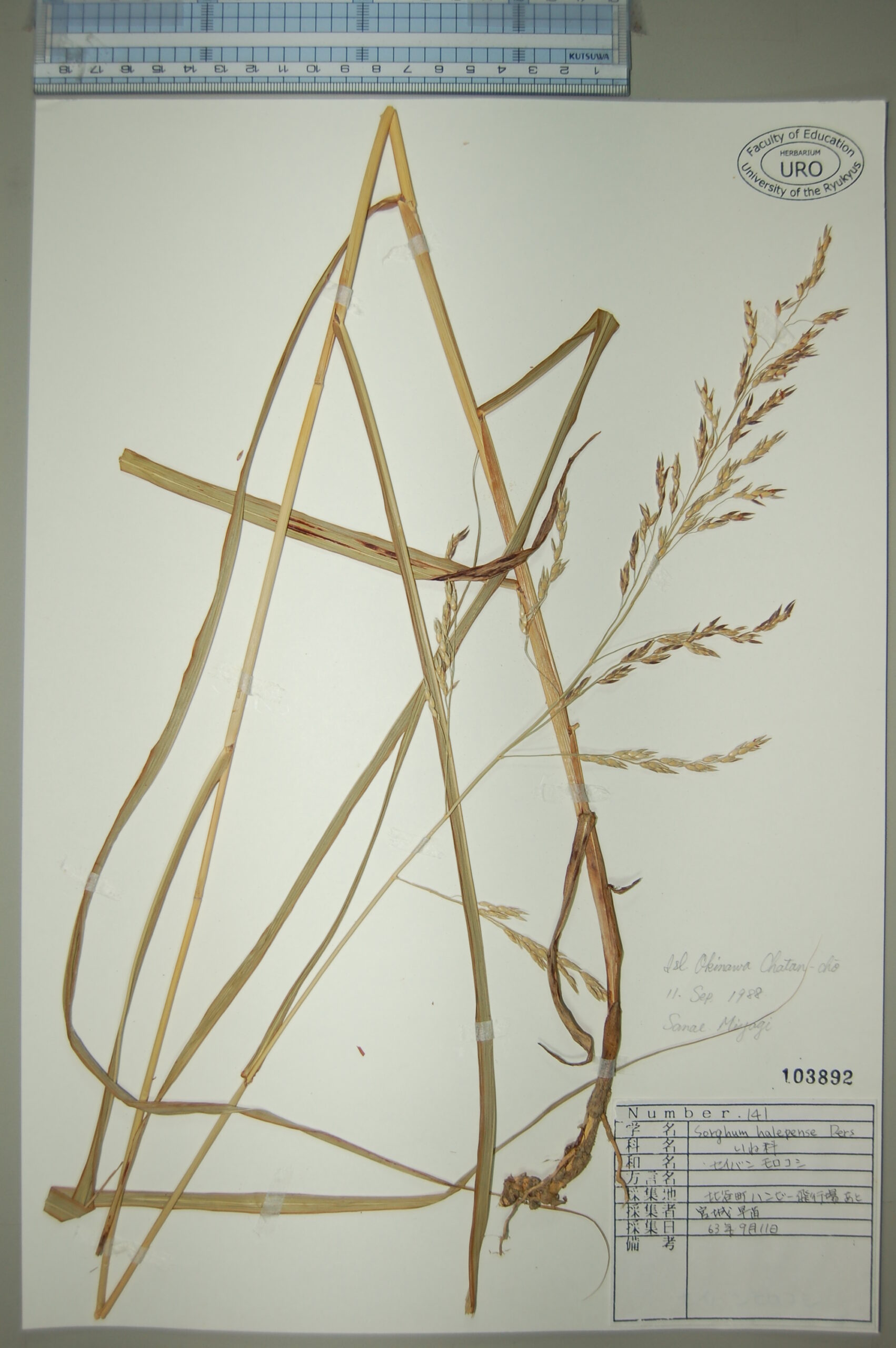 URO103892 | 琉球の植物ラボ