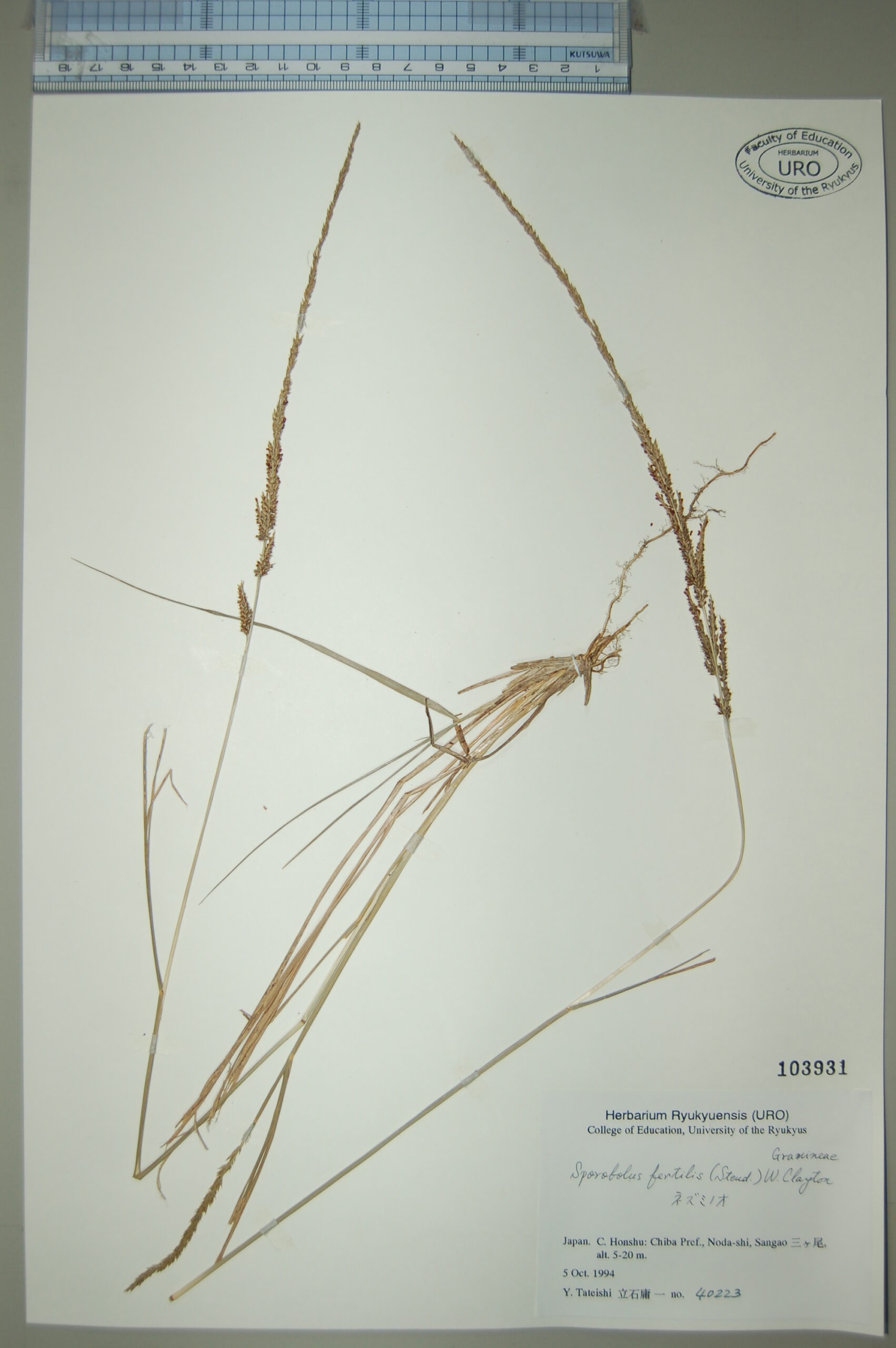 URO103931 | 琉球の植物ラボ