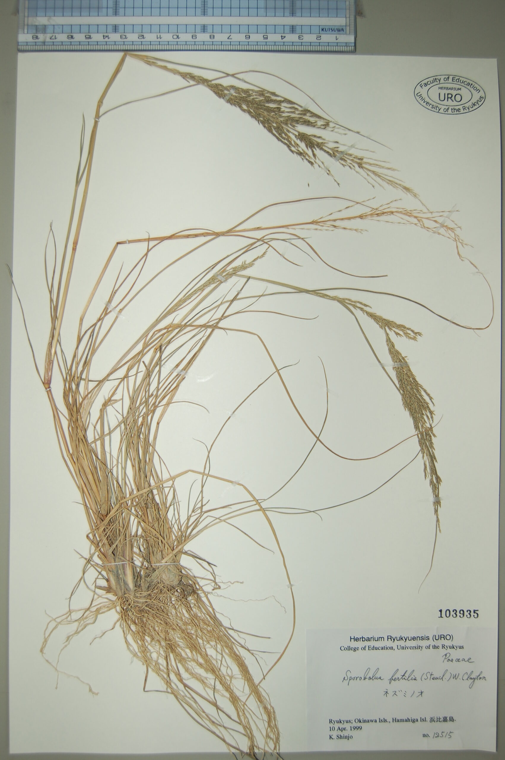 URO103935 | 琉球の植物ラボ