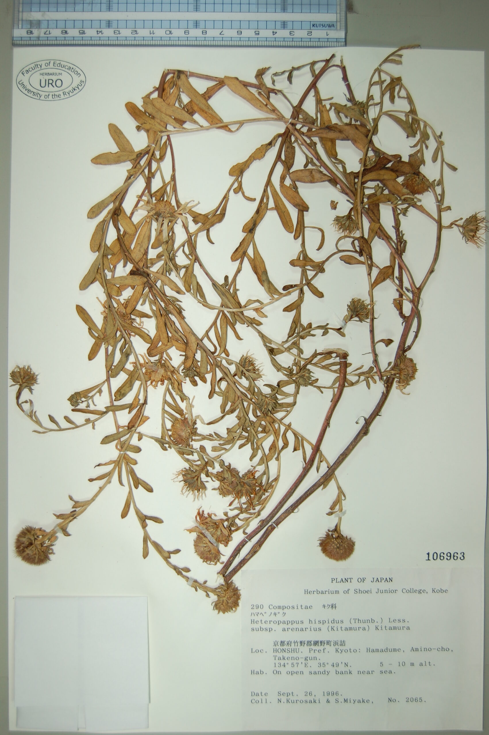 URO106963 | 琉球の植物ラボ