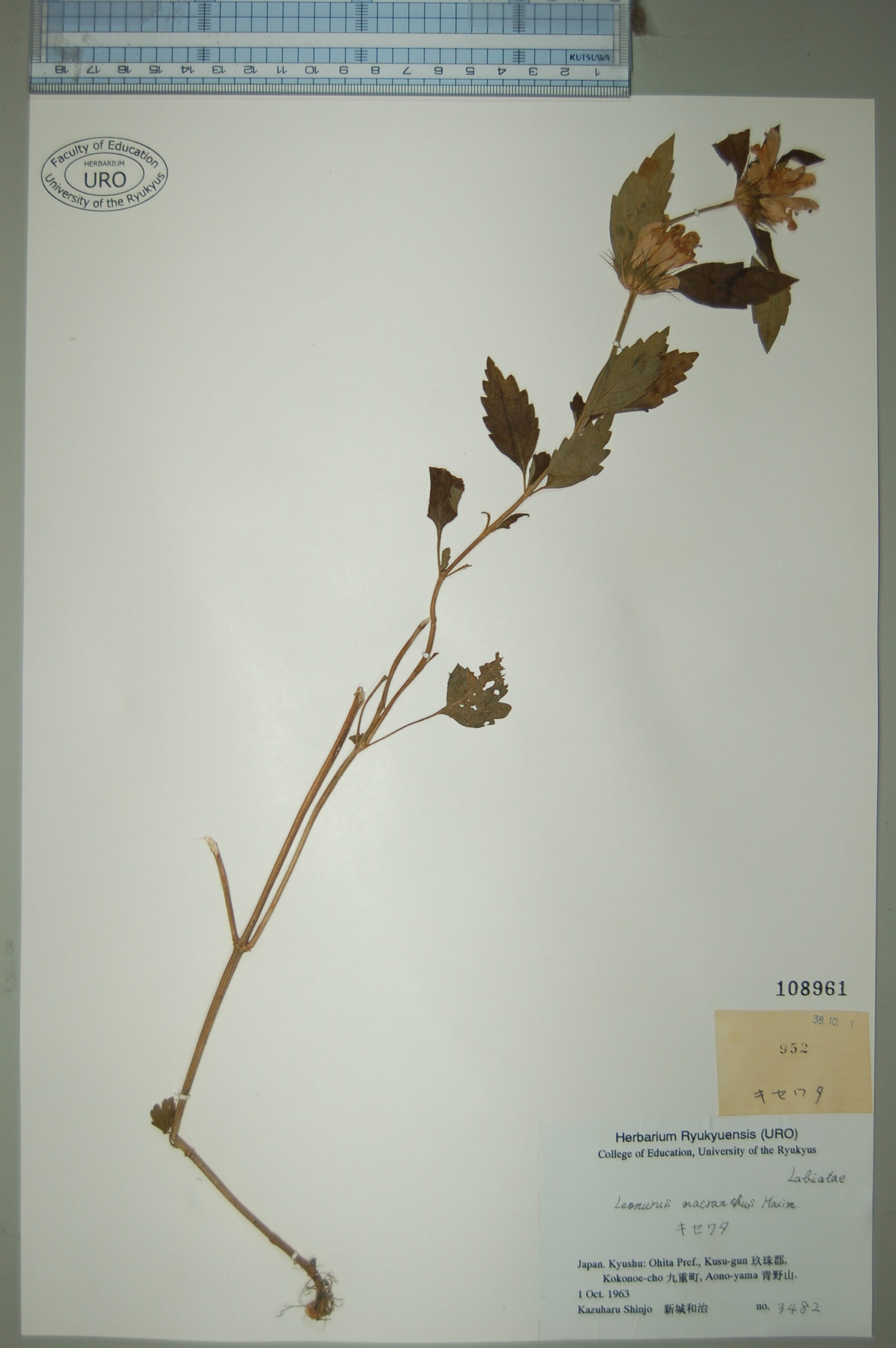 URO108961 | 琉球の植物ラボ