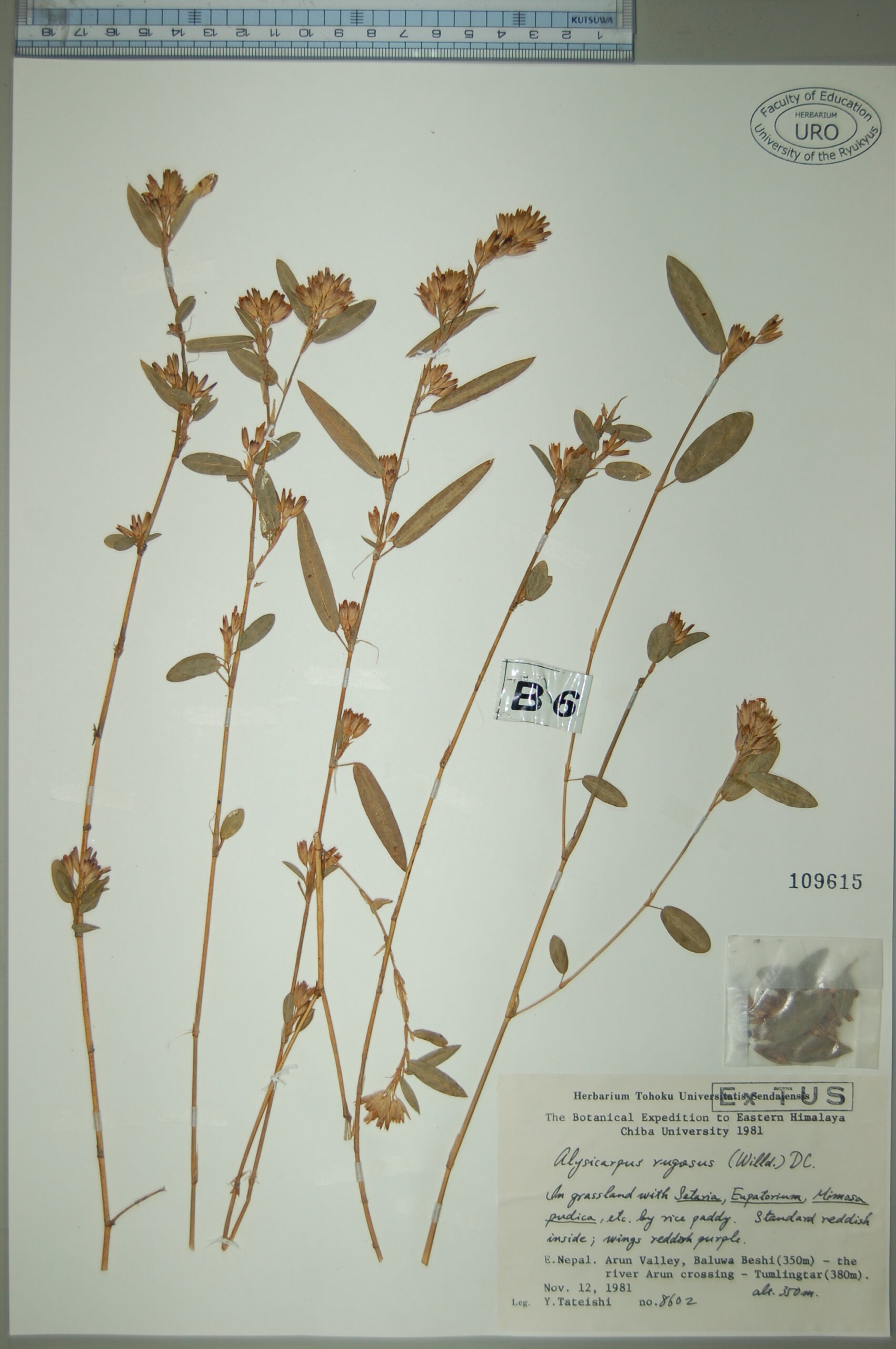 URO109615 | 琉球の植物ラボ