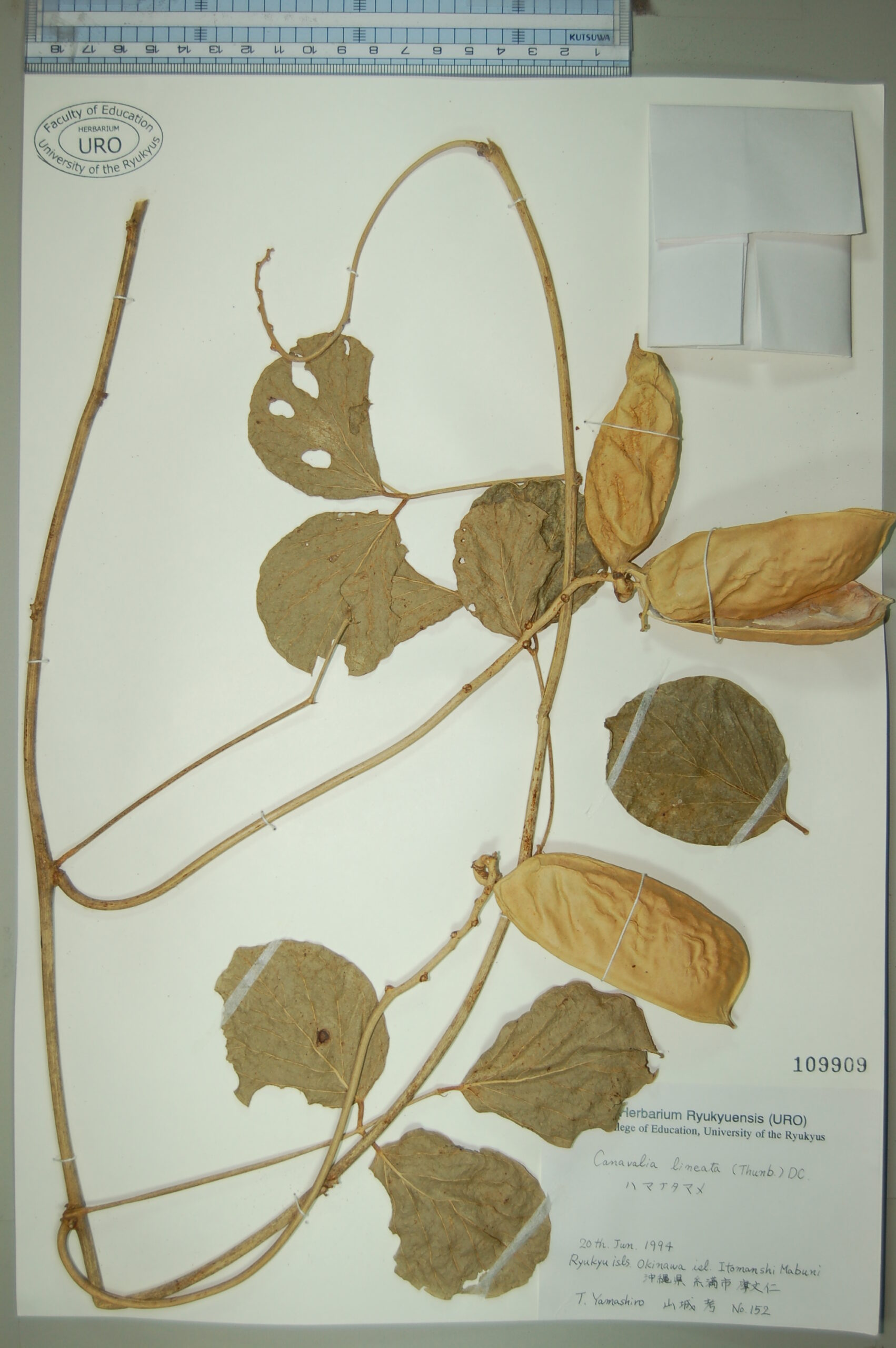 URO109909 | 琉球の植物ラボ