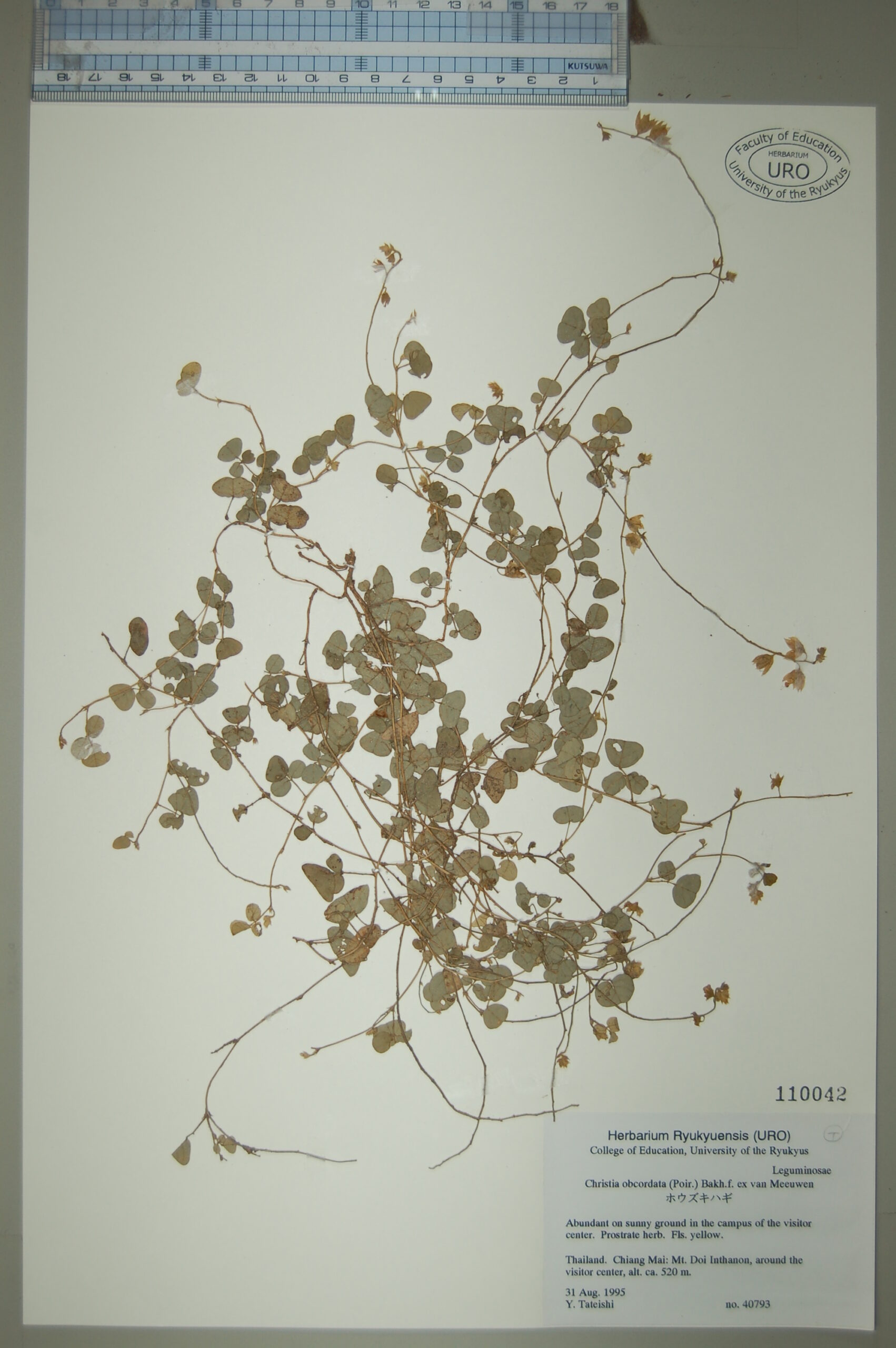 URO110042 | 琉球の植物ラボ