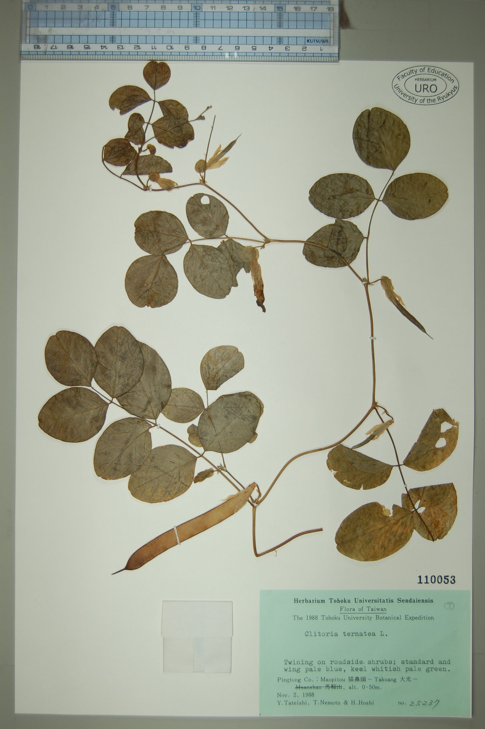 URO110053 | 琉球の植物ラボ