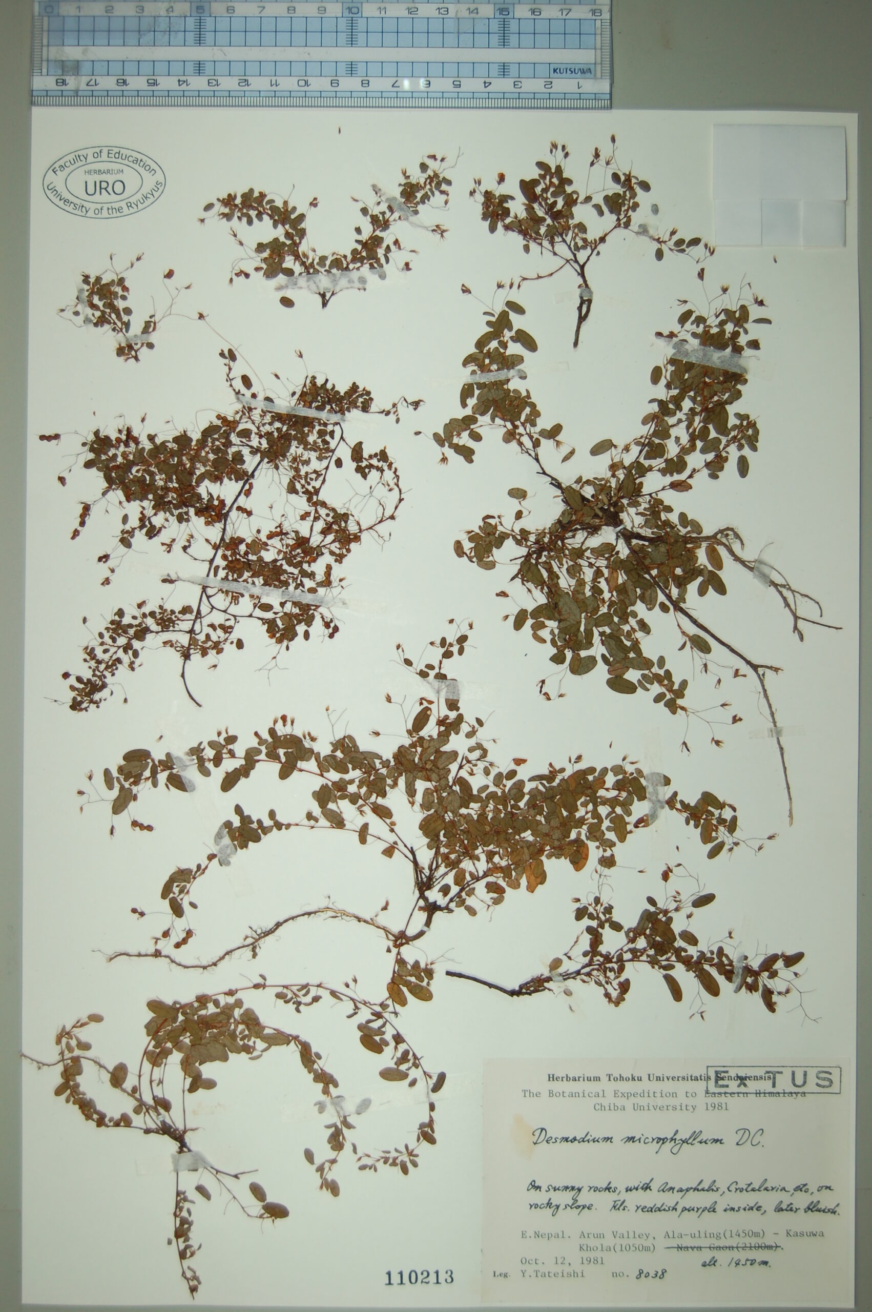 URO110213 | 琉球の植物ラボ