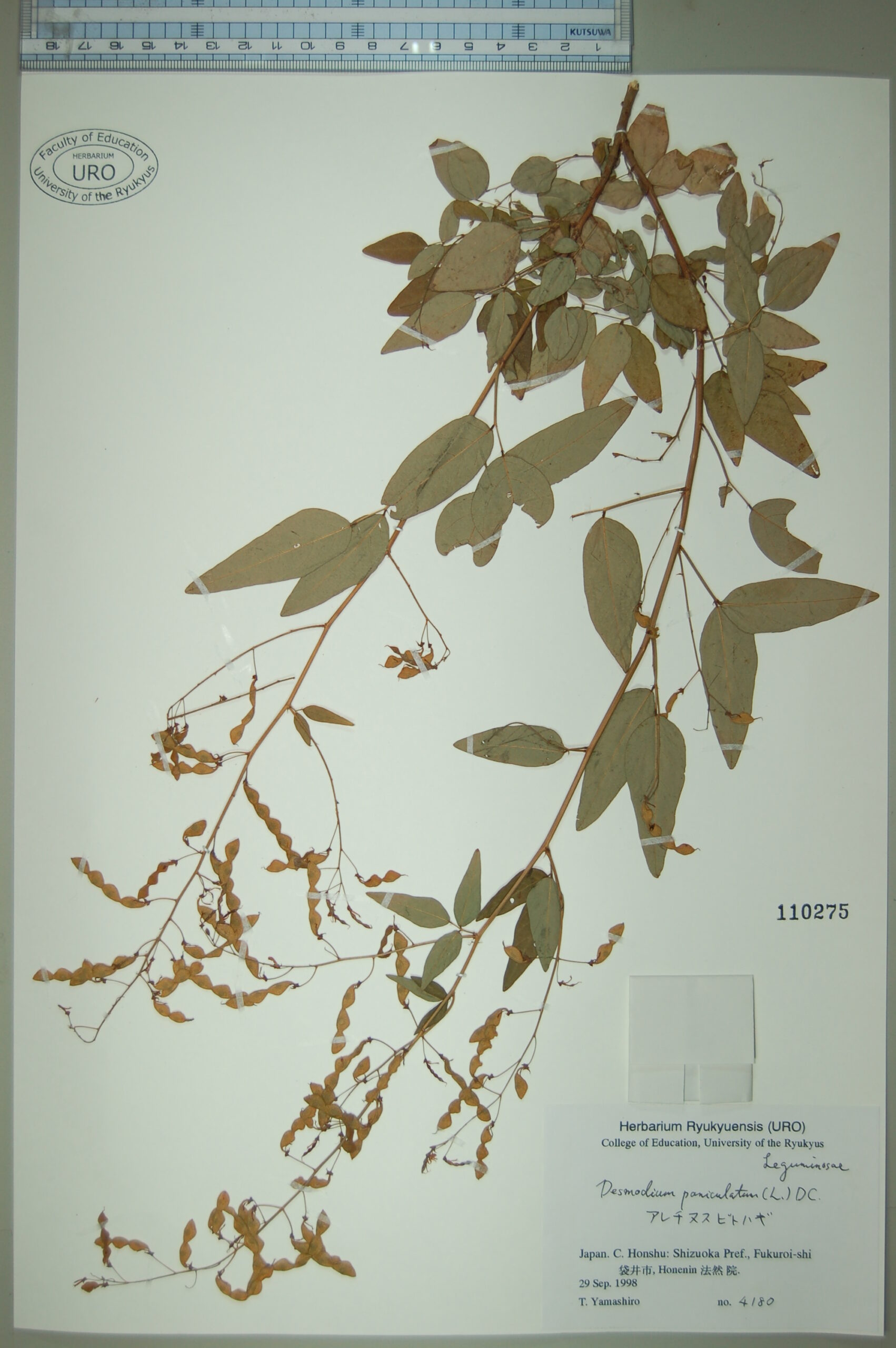 URO110275 | 琉球の植物ラボ