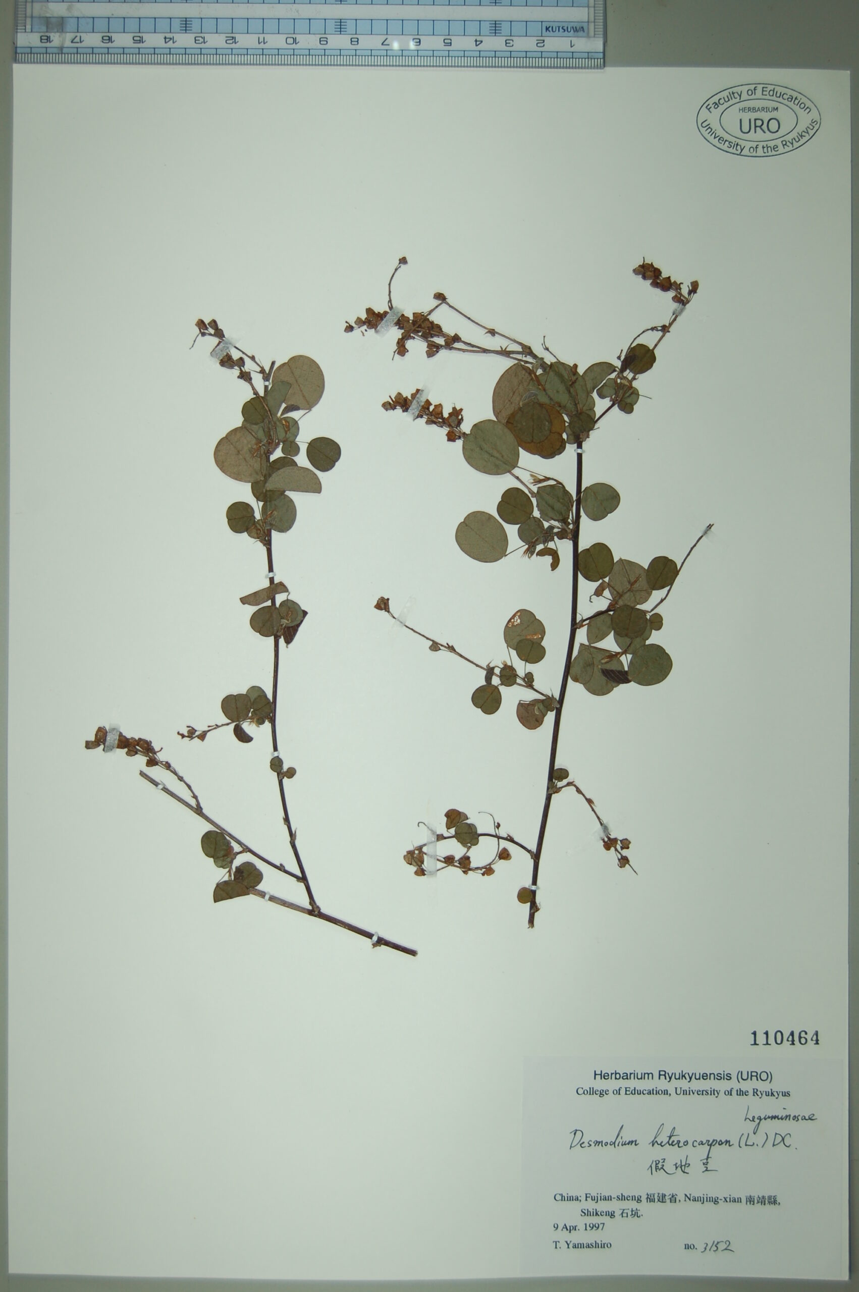 URO110464 | 琉球の植物ラボ