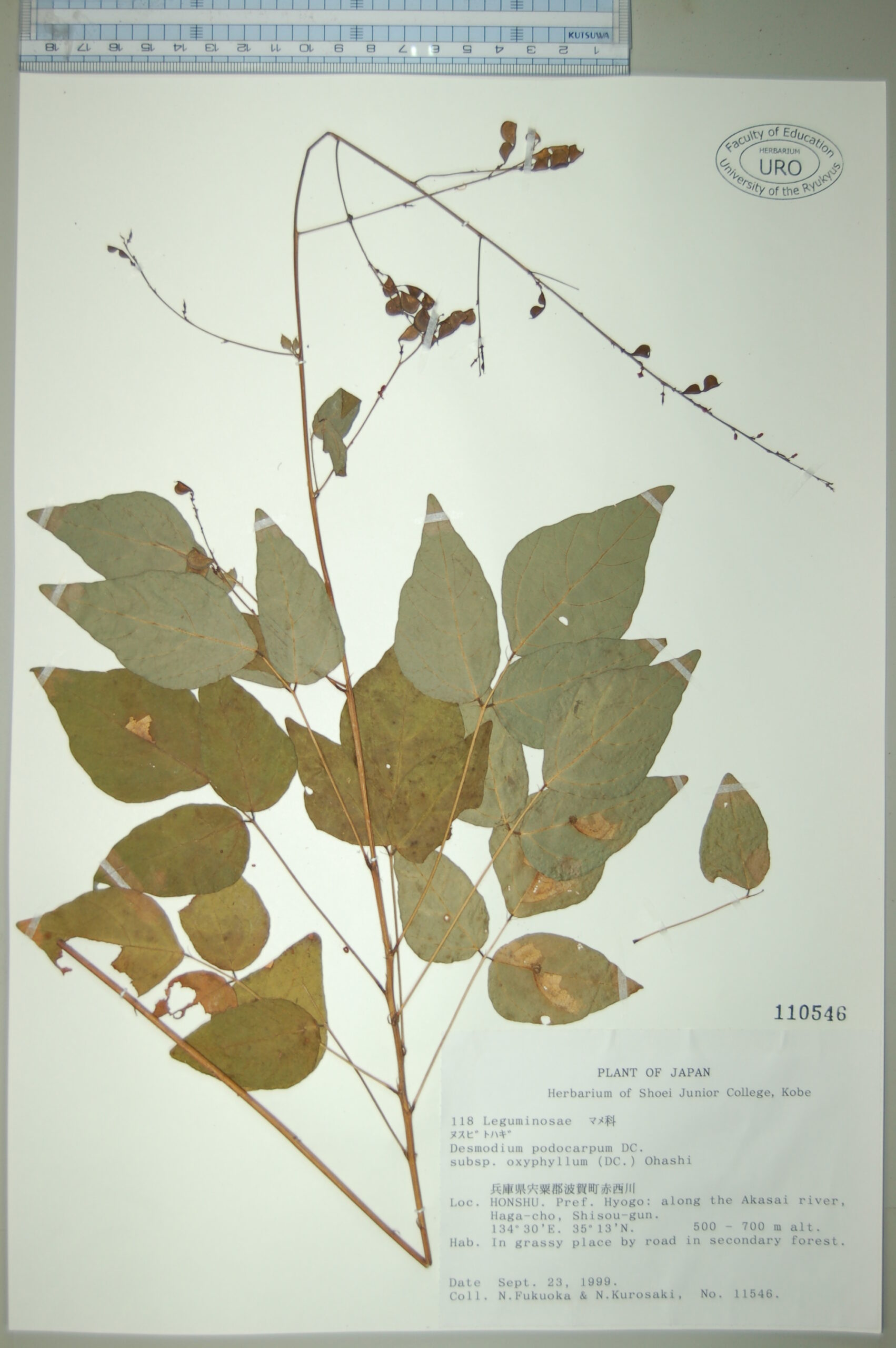 URO110546 | 琉球の植物ラボ