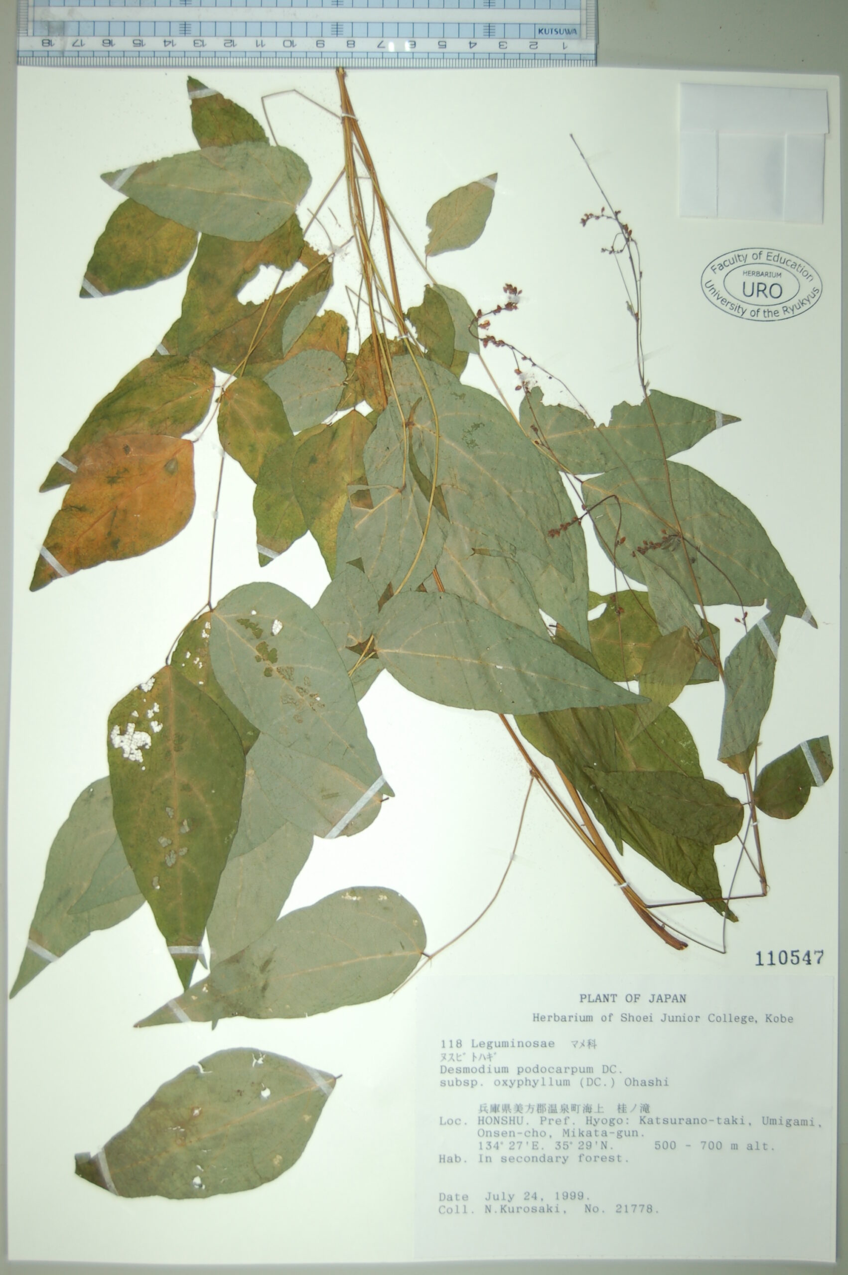 URO110547 | 琉球の植物ラボ