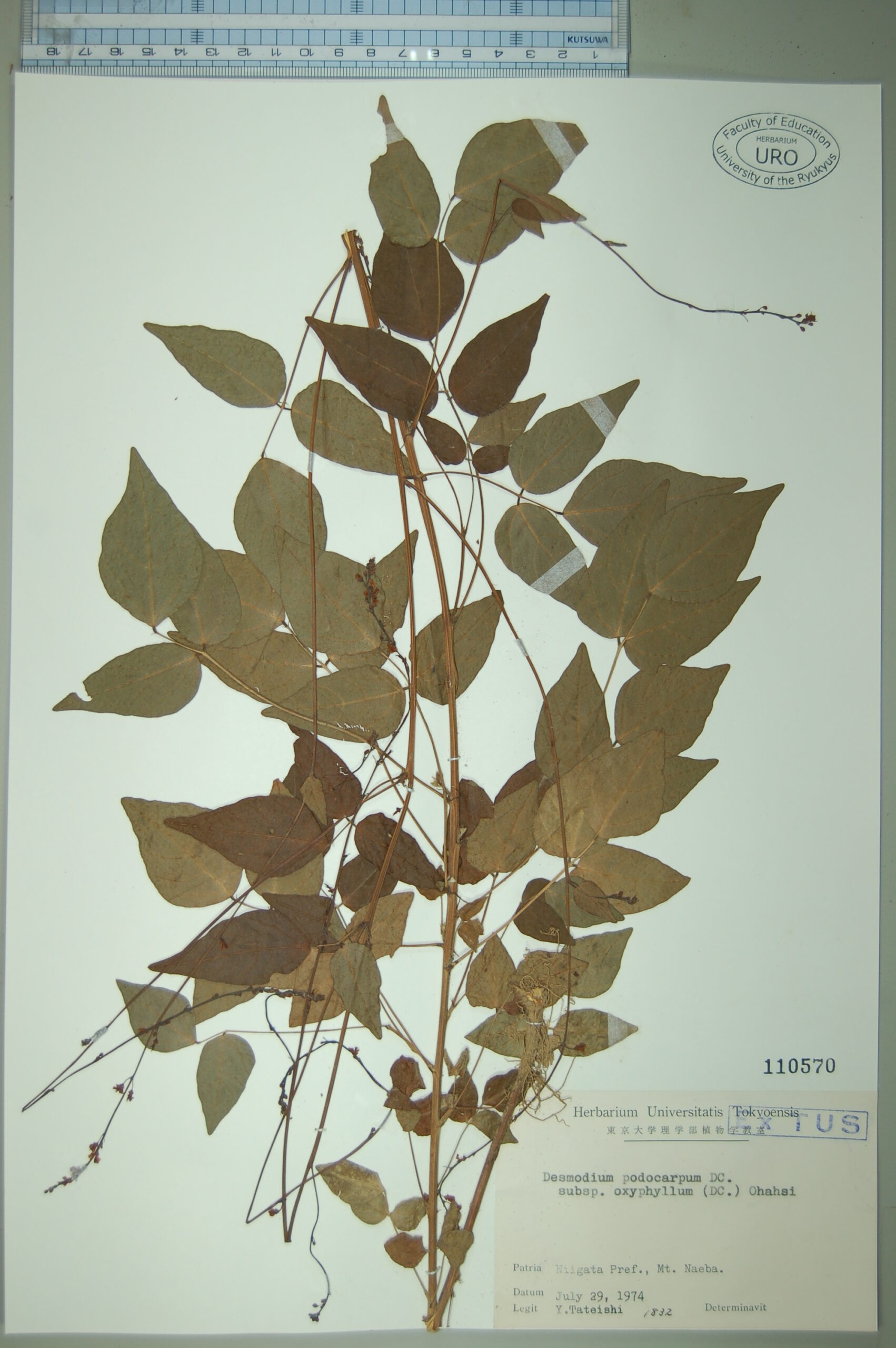 URO110570 | 琉球の植物ラボ