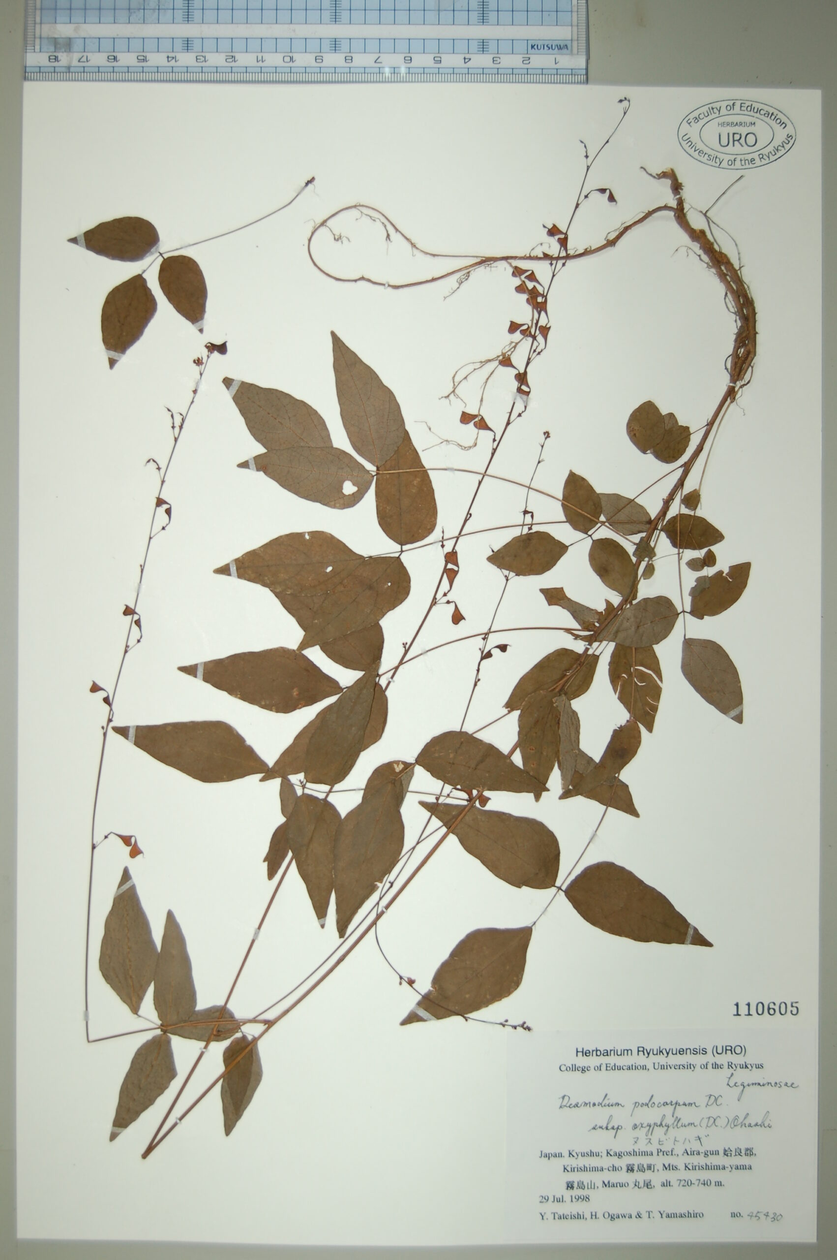 URO110605 | 琉球の植物ラボ