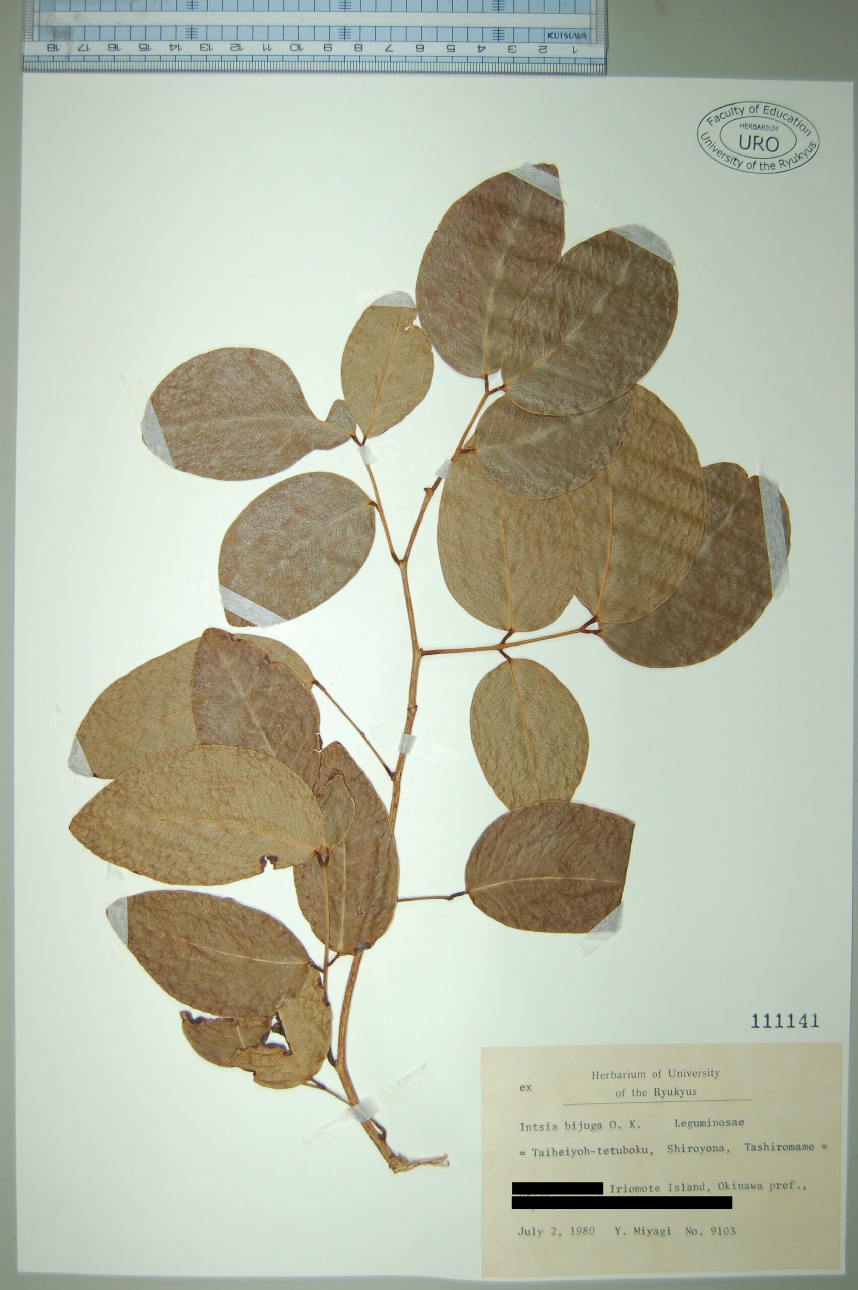 URO111141 | 琉球の植物ラボ