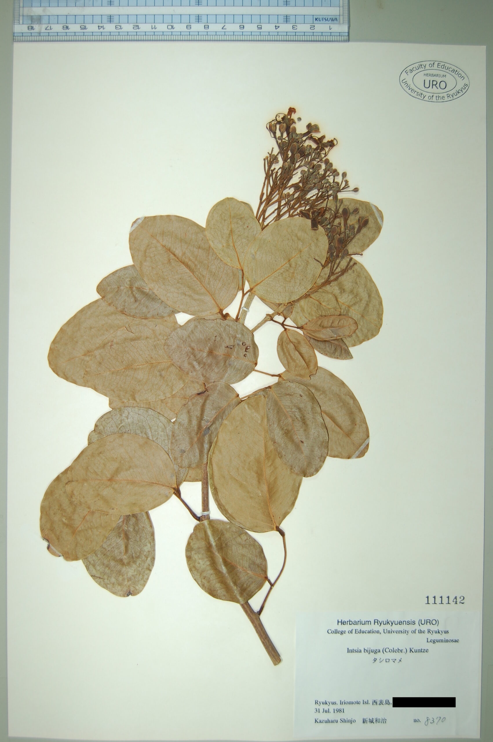 URO111142 | 琉球の植物ラボ