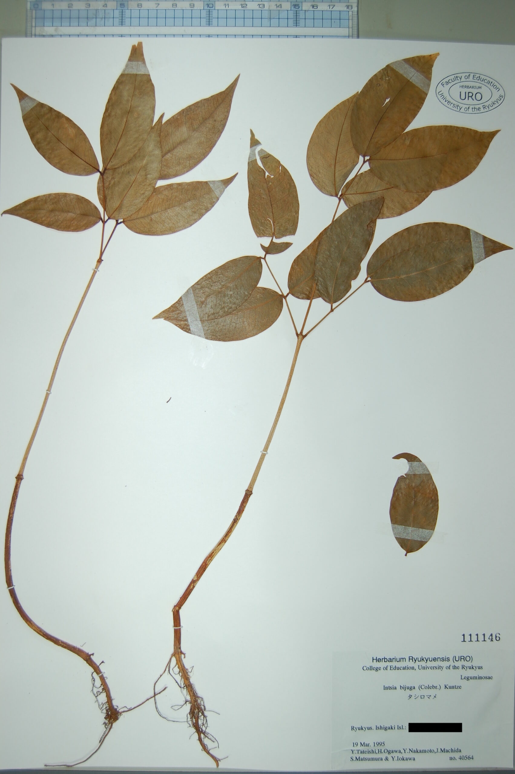 URO111146 | 琉球の植物ラボ