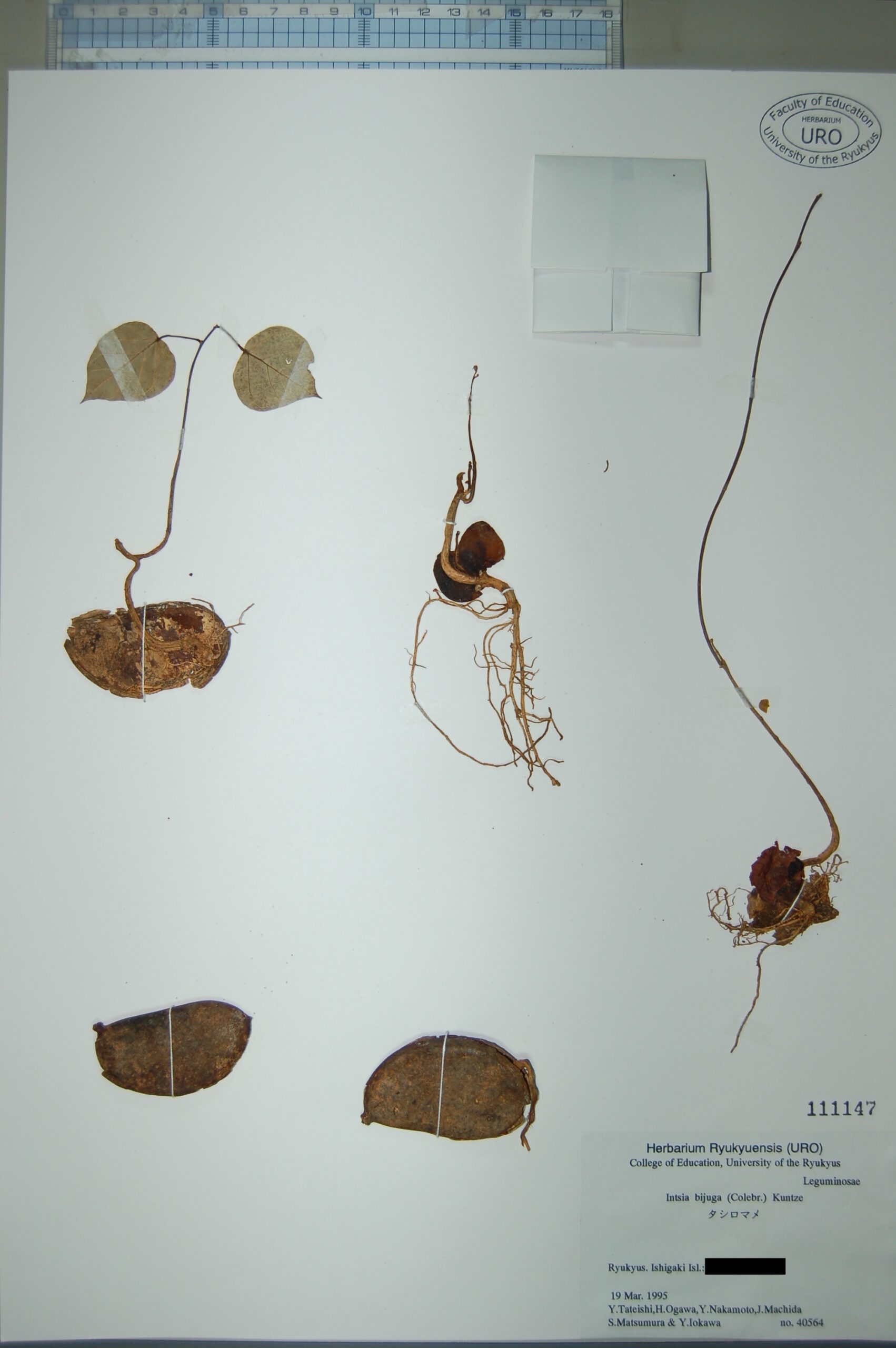 URO111147 | 琉球の植物ラボ