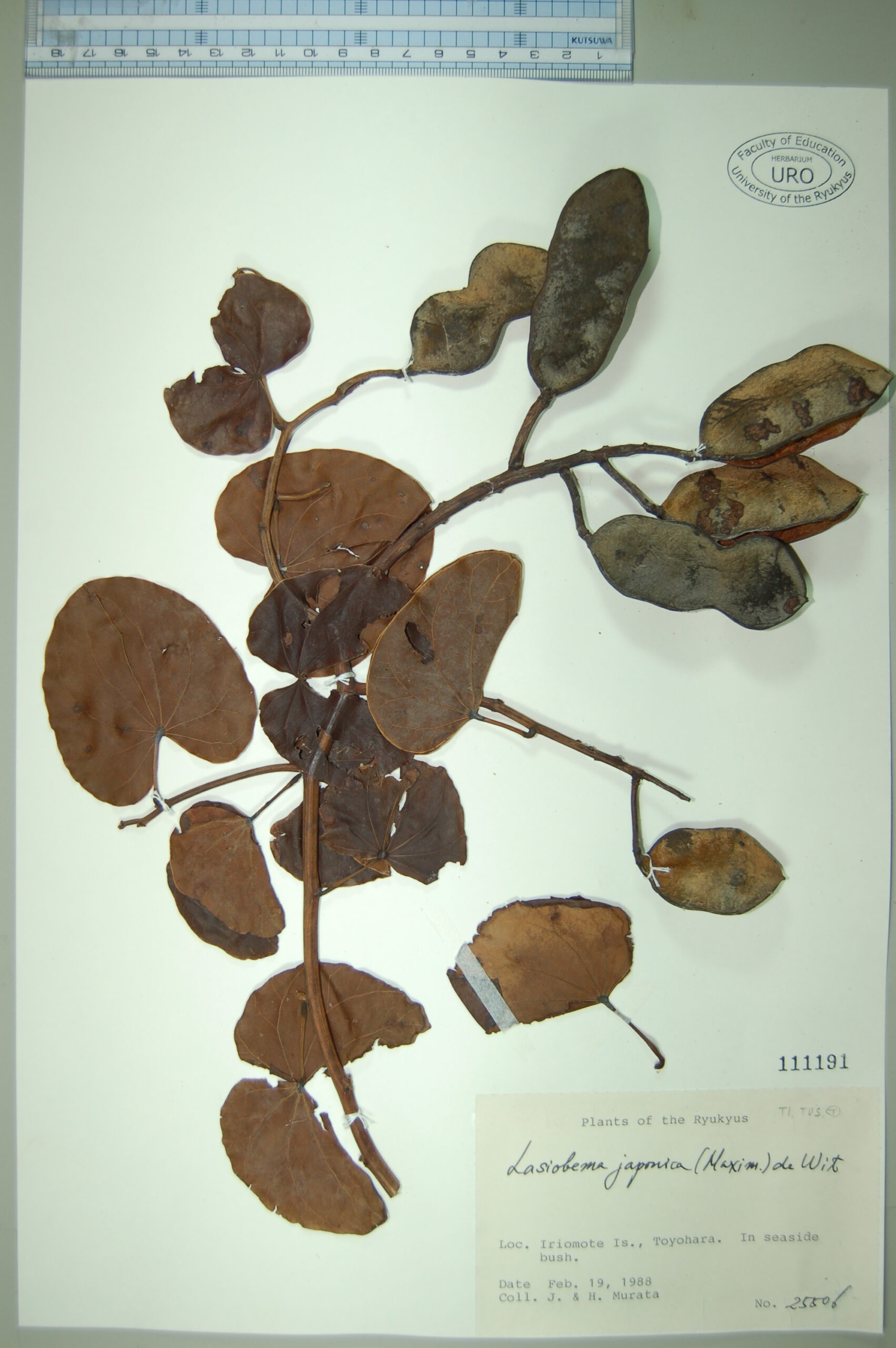 URO111191 | 琉球の植物ラボ