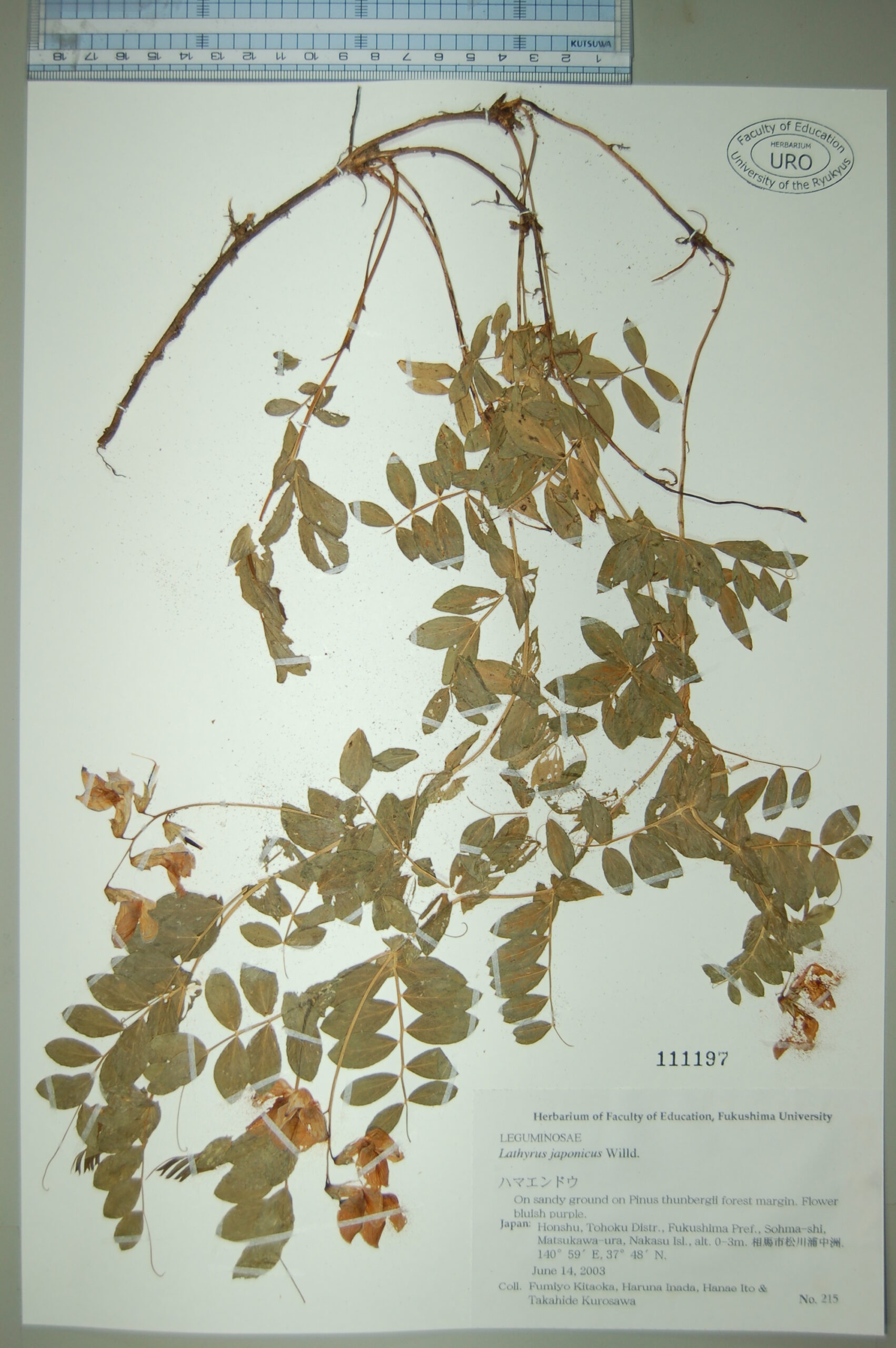 URO111197 | 琉球の植物ラボ