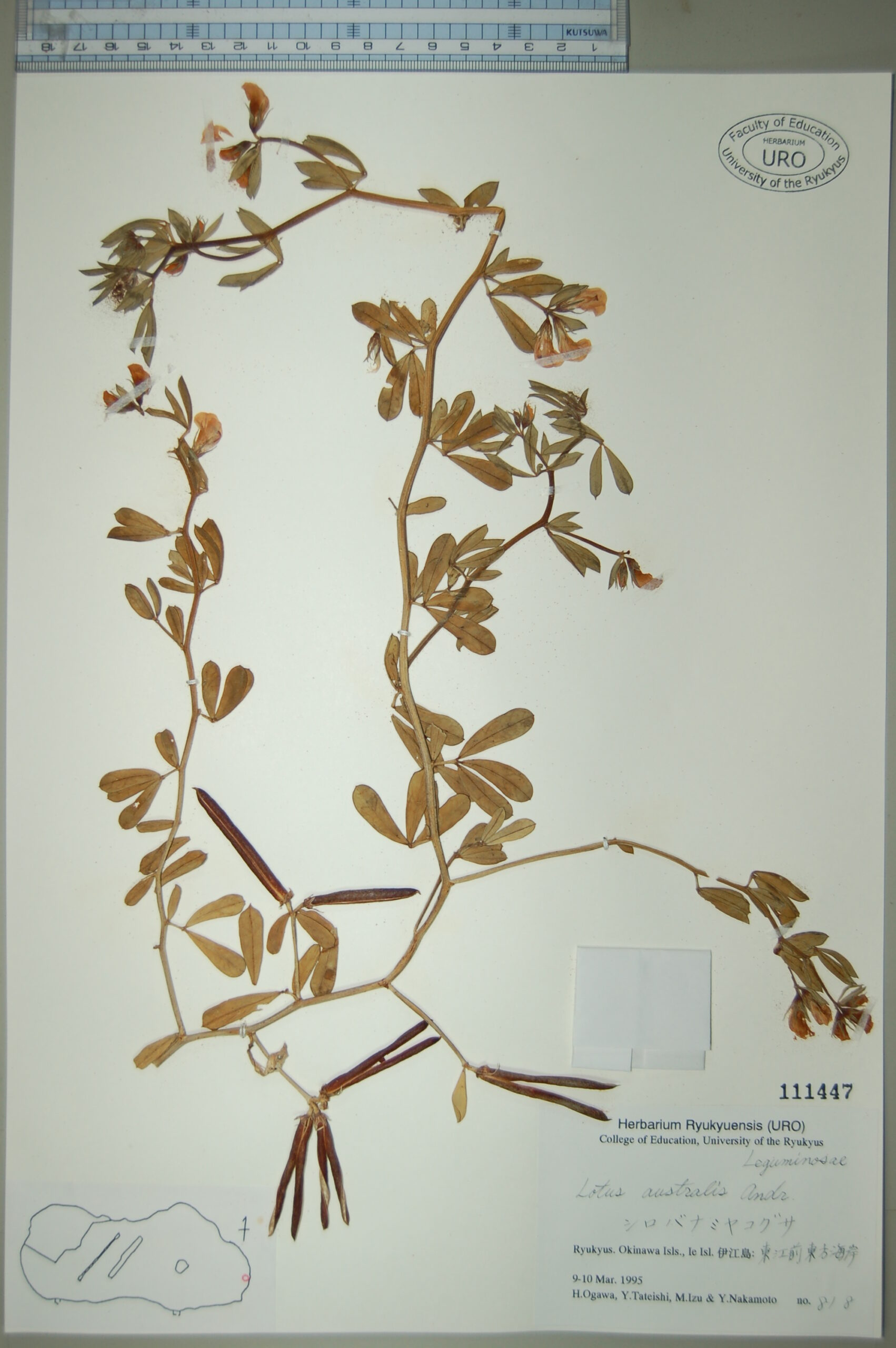 URO111447 | 琉球の植物ラボ