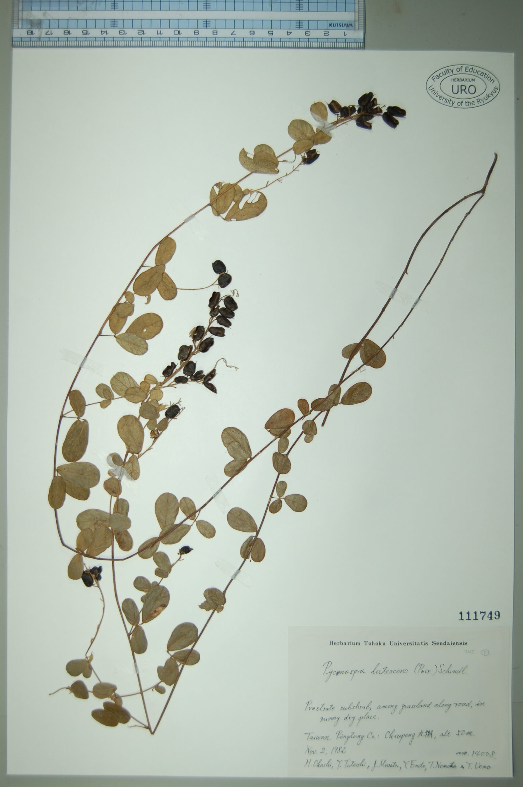 URO111749 | 琉球の植物ラボ