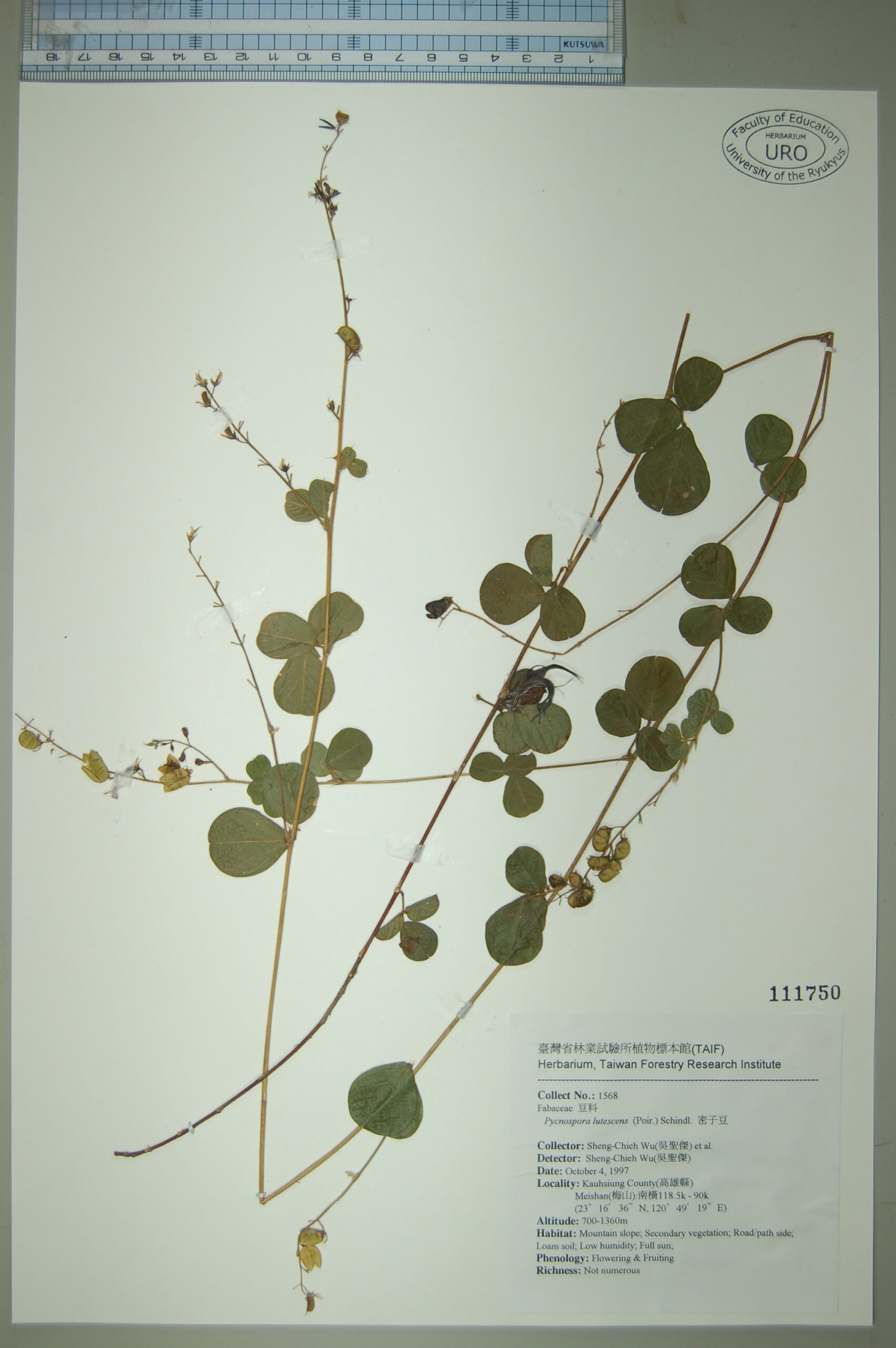 URO111750 | 琉球の植物ラボ