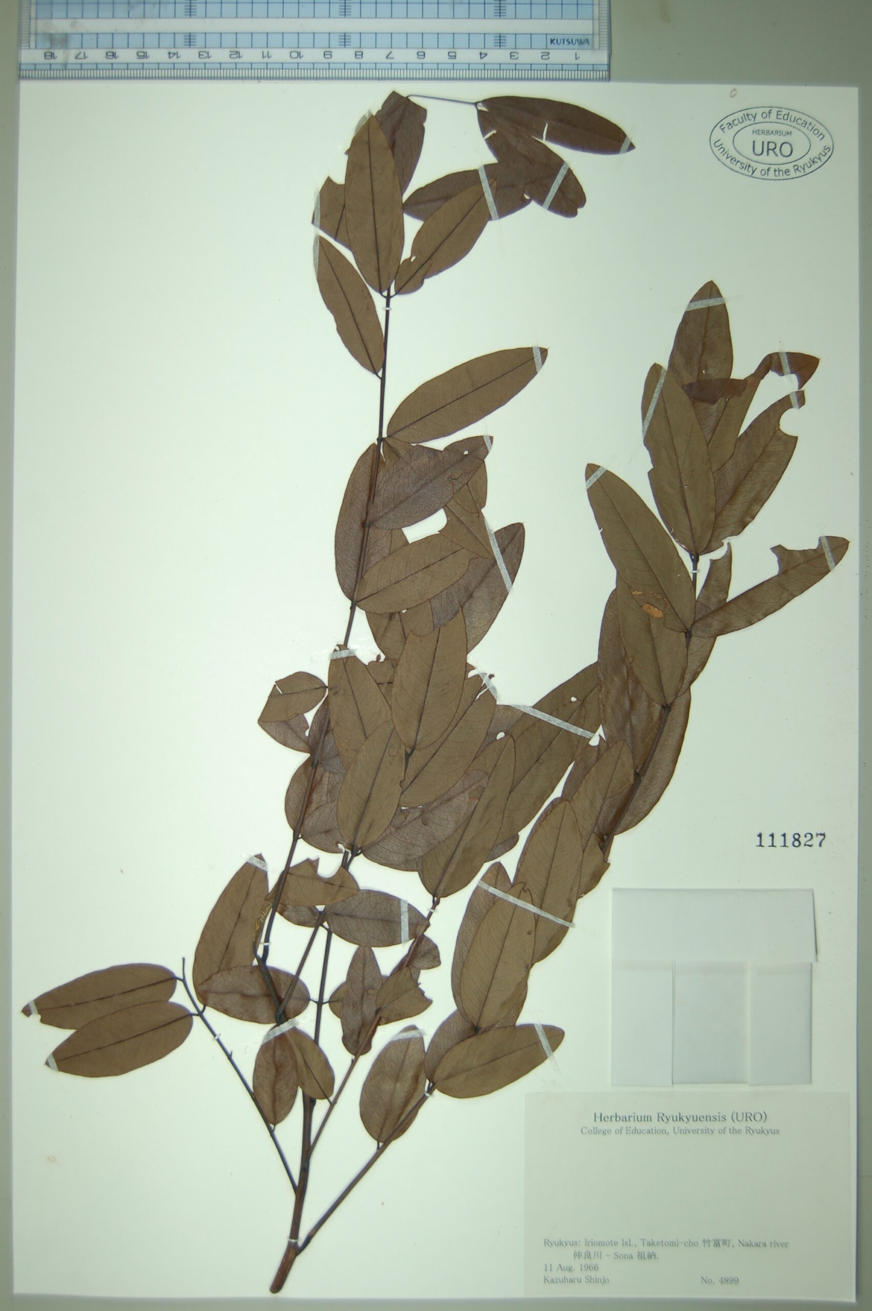 URO111827 | 琉球の植物ラボ