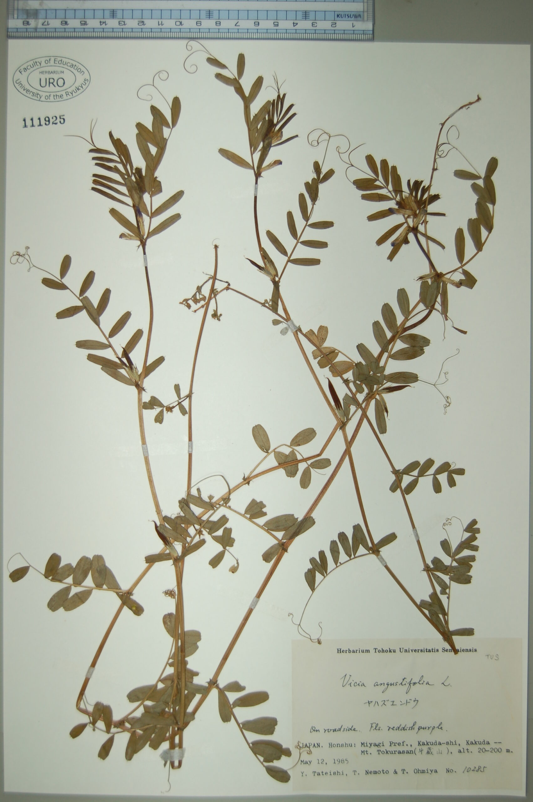 URO111925 | 琉球の植物ラボ