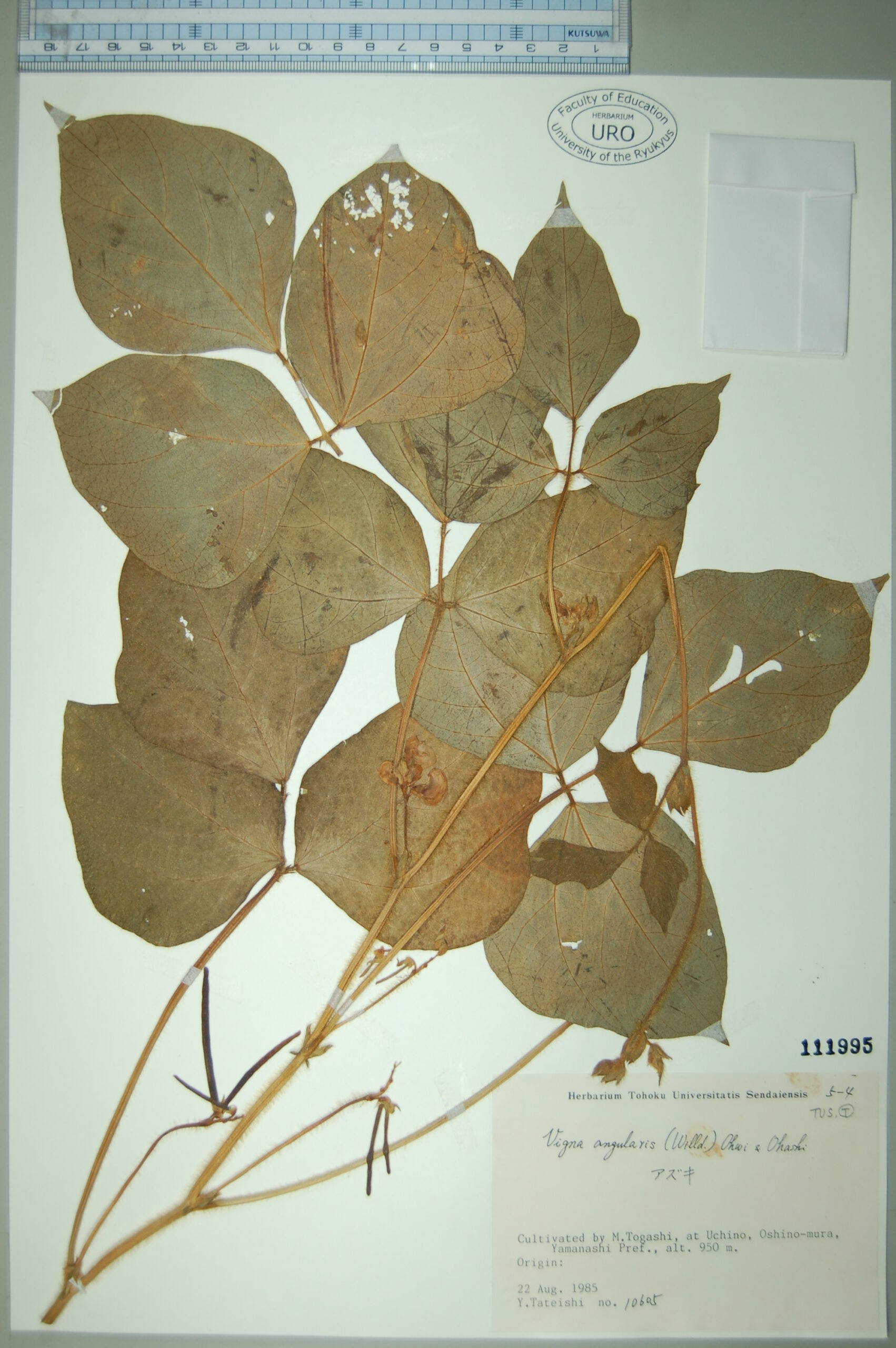 URO111995 | 琉球の植物ラボ