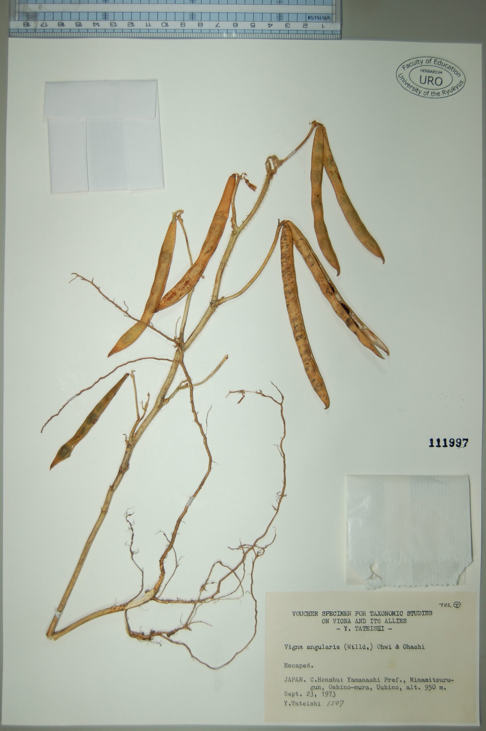 URO111997 | 琉球の植物ラボ