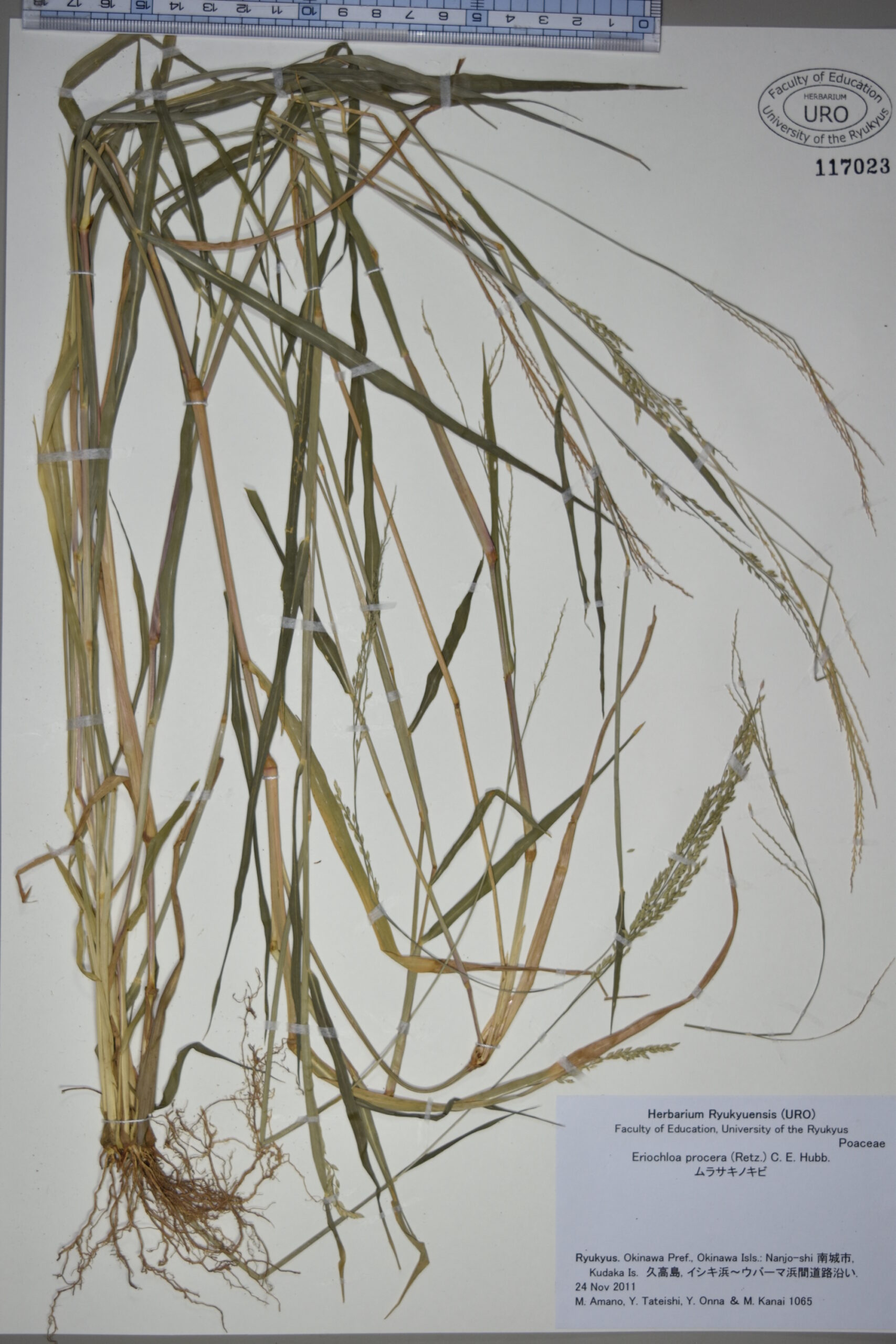 URO117023 | 琉球の植物ラボ