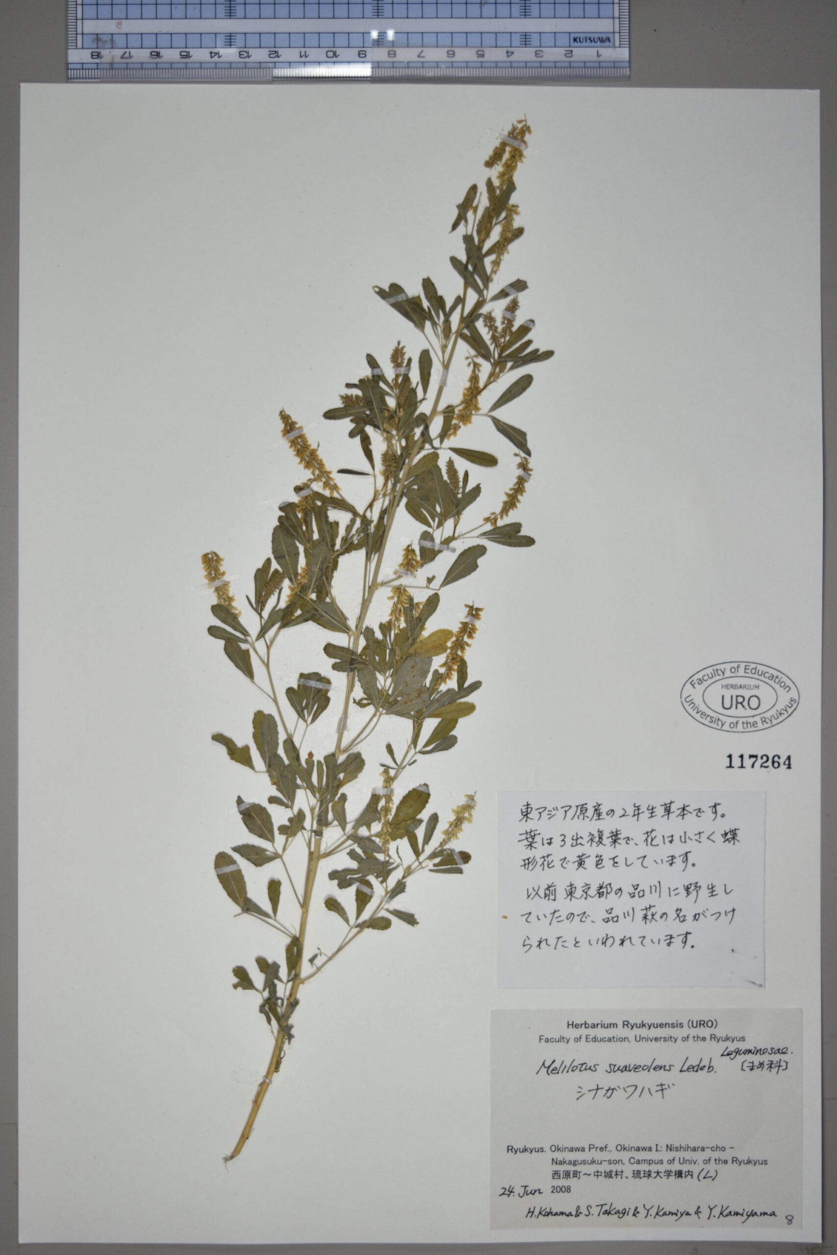 URO117264 | 琉球の植物ラボ