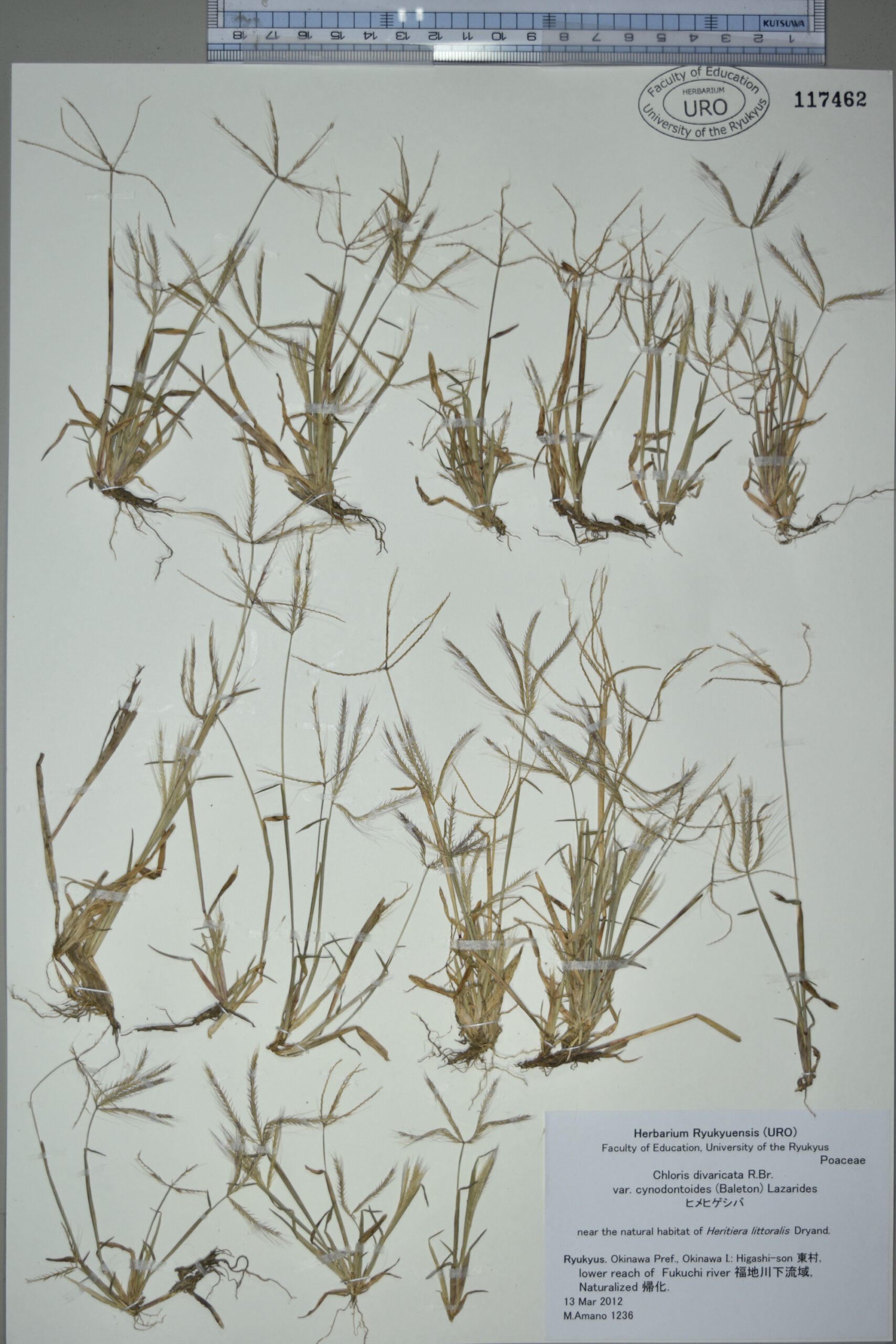 URO117462 | 琉球の植物ラボ