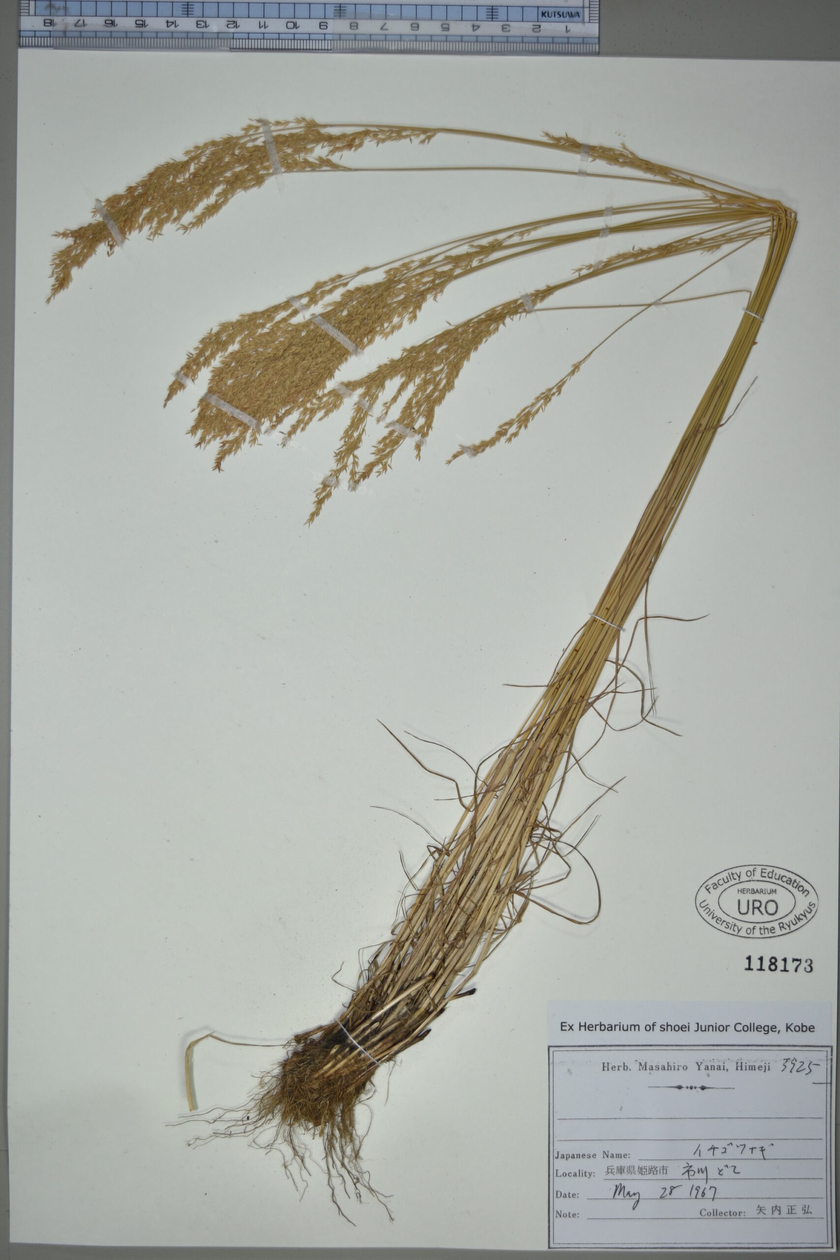 URO118173 | 琉球の植物ラボ