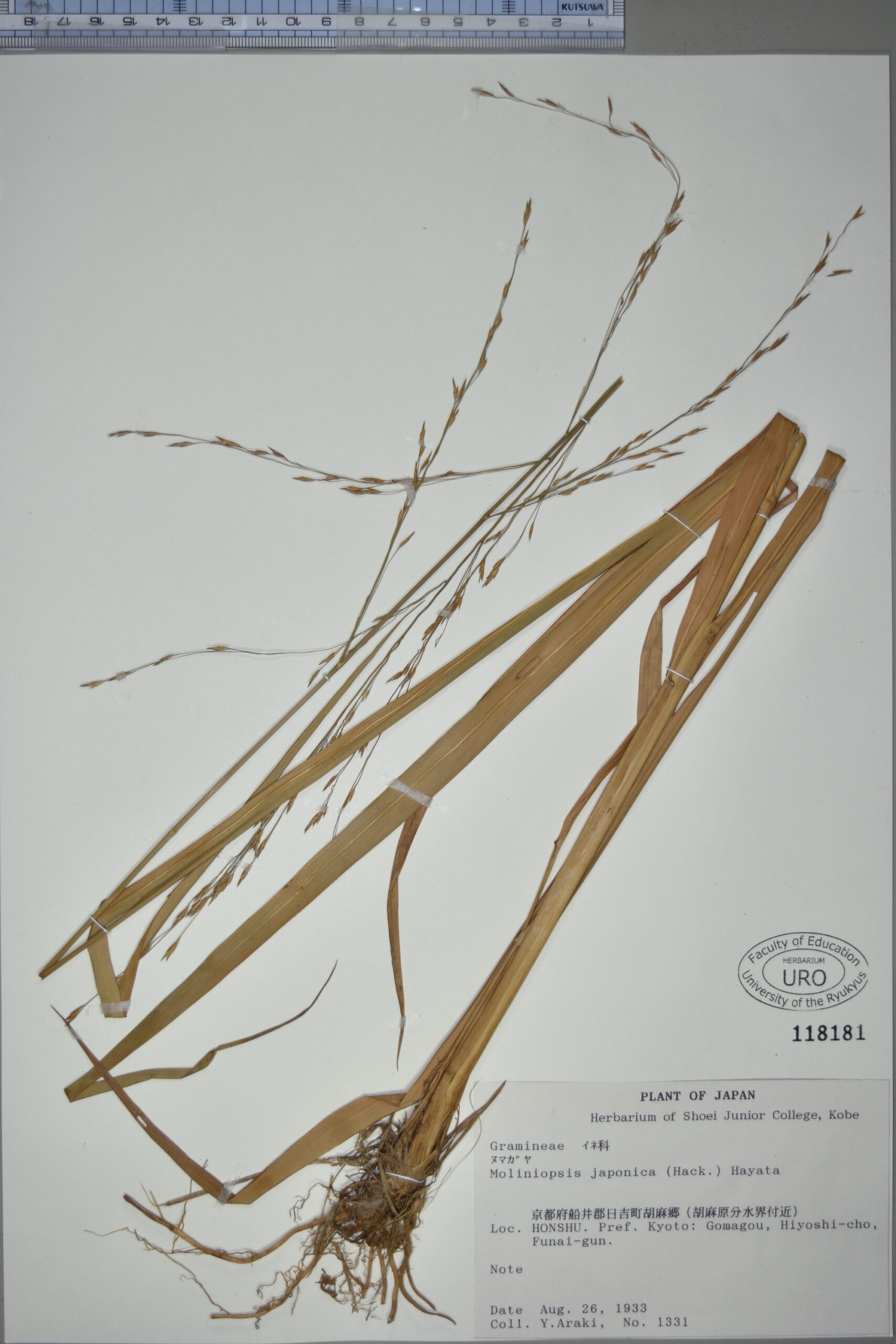 URO118181 | 琉球の植物ラボ