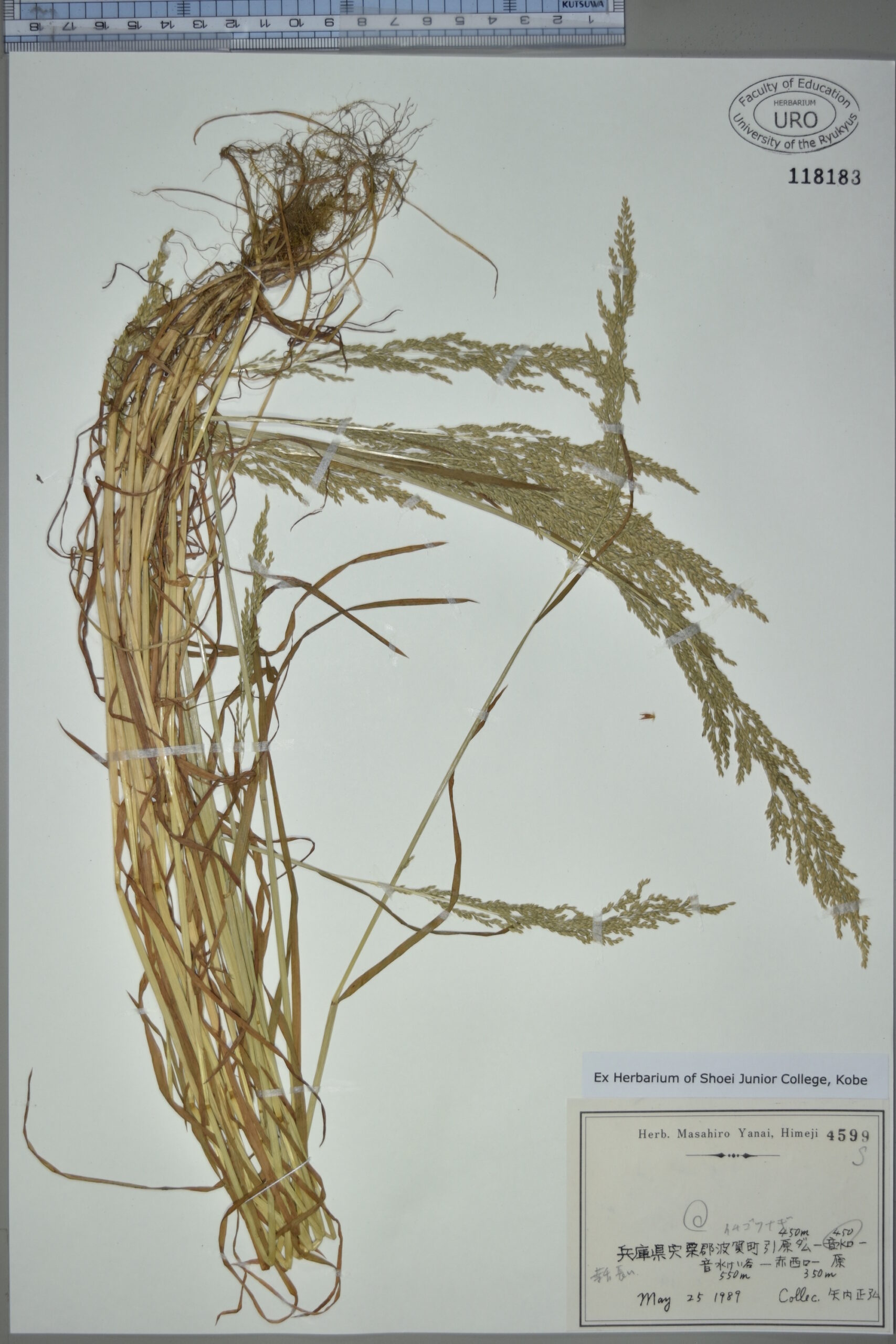 URO118183 | 琉球の植物ラボ